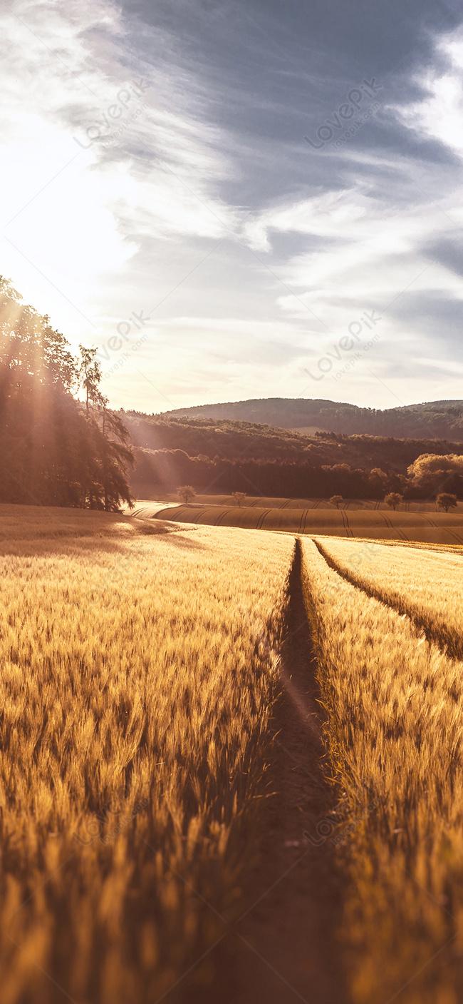 Harvest Time Wallpapers - Top Free Harvest Time Backgrounds ...