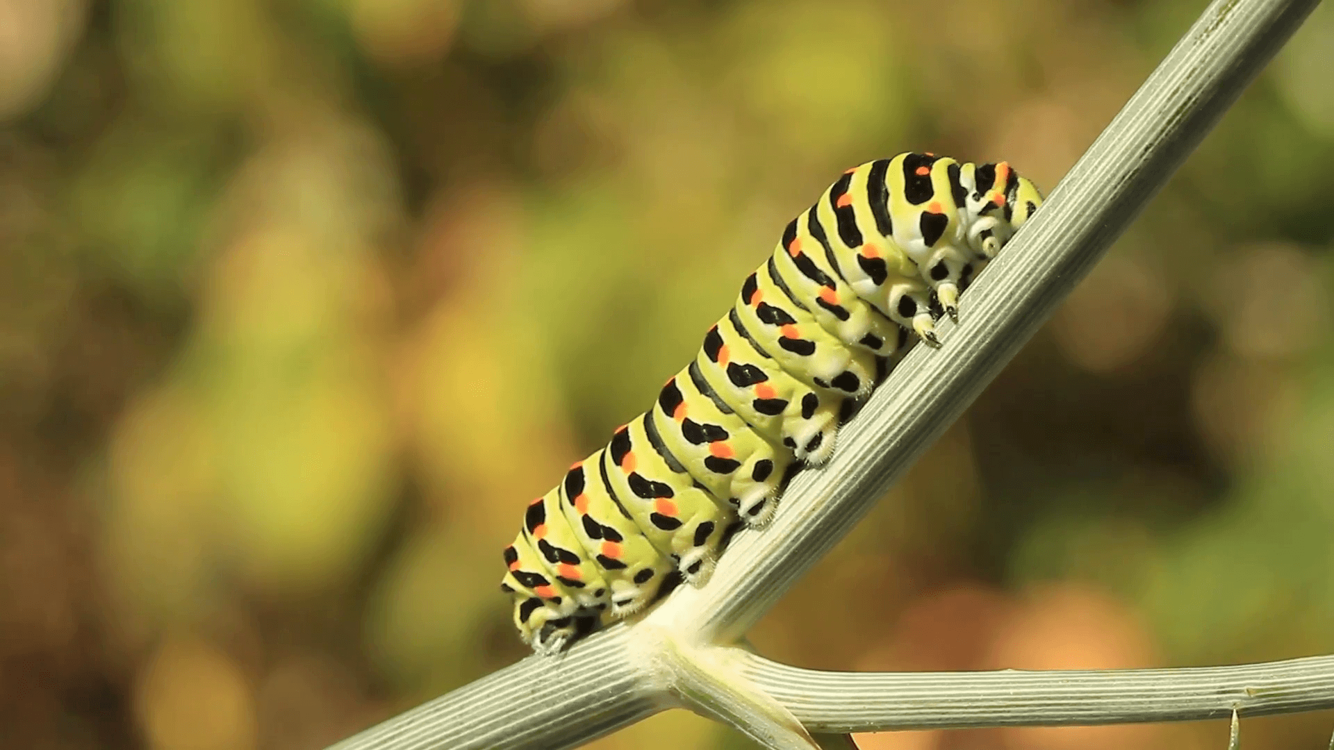 Moving Weed Wallpapers - Top Free Moving Weed Backgrounds - WallpaperAccess