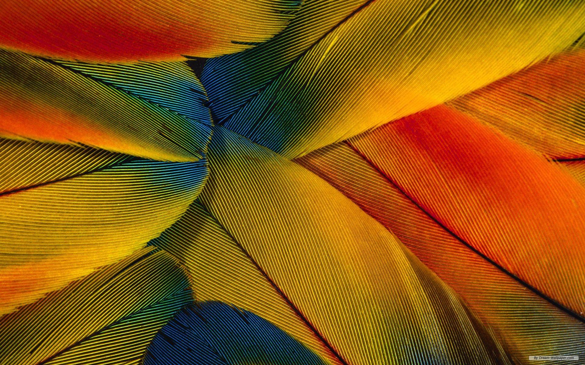 Parrot Feather Wallpapers - Top Free Parrot Feather Backgrounds ...