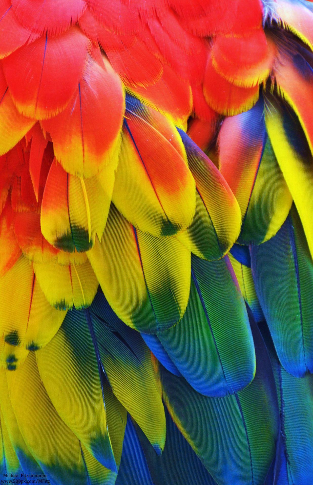 Parrot Feather Wallpapers - Top Free Parrot Feather Backgrounds ...