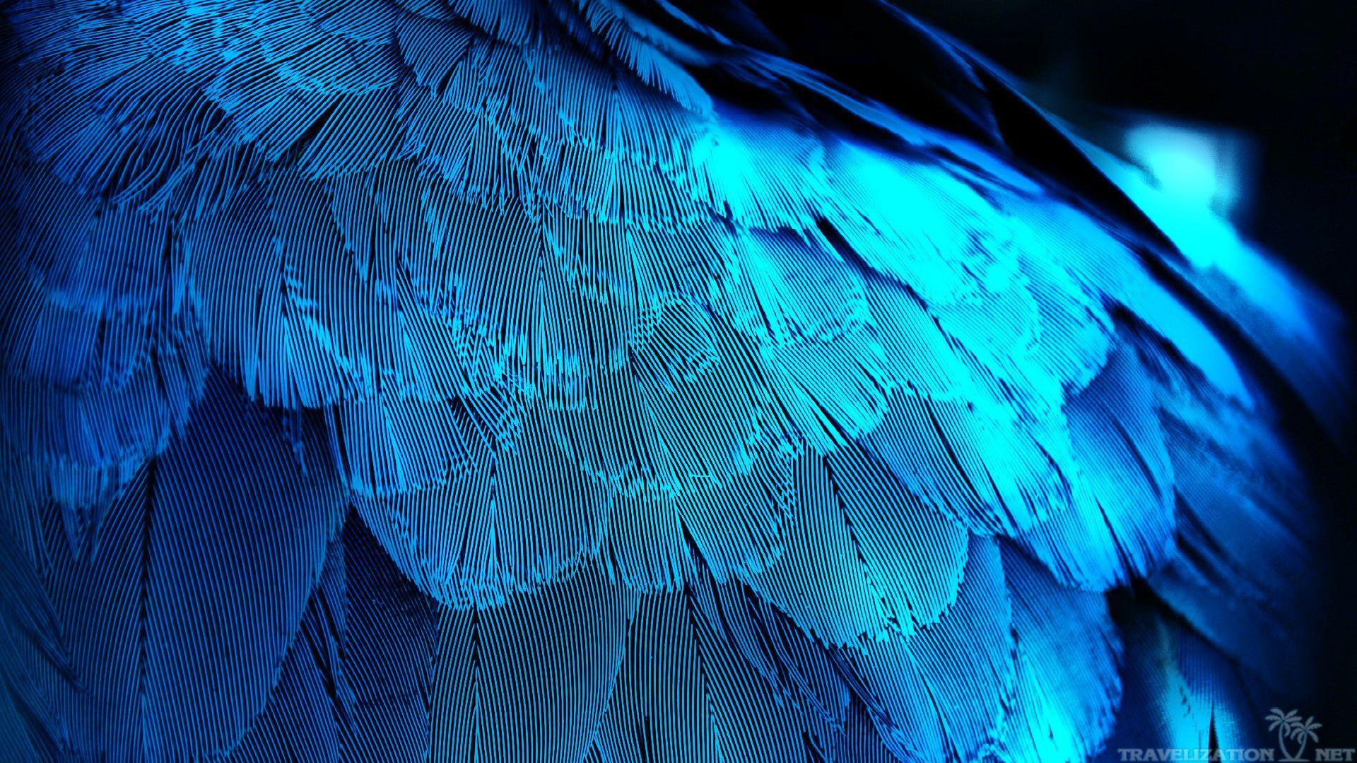 Parrot Feather Wallpapers - Top Free Parrot Feather Backgrounds ...