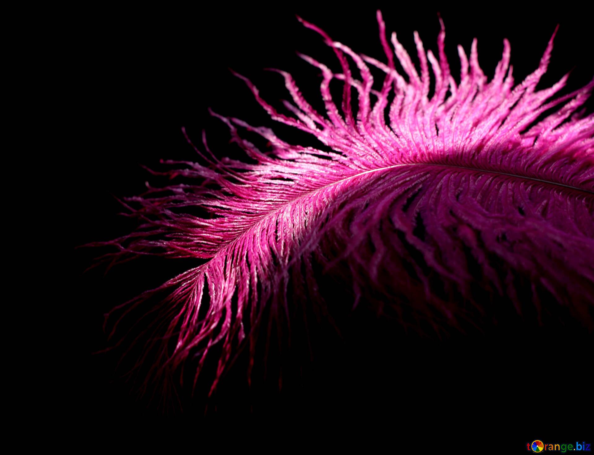 Parrot Feather Wallpapers - Top Free Parrot Feather Backgrounds ...