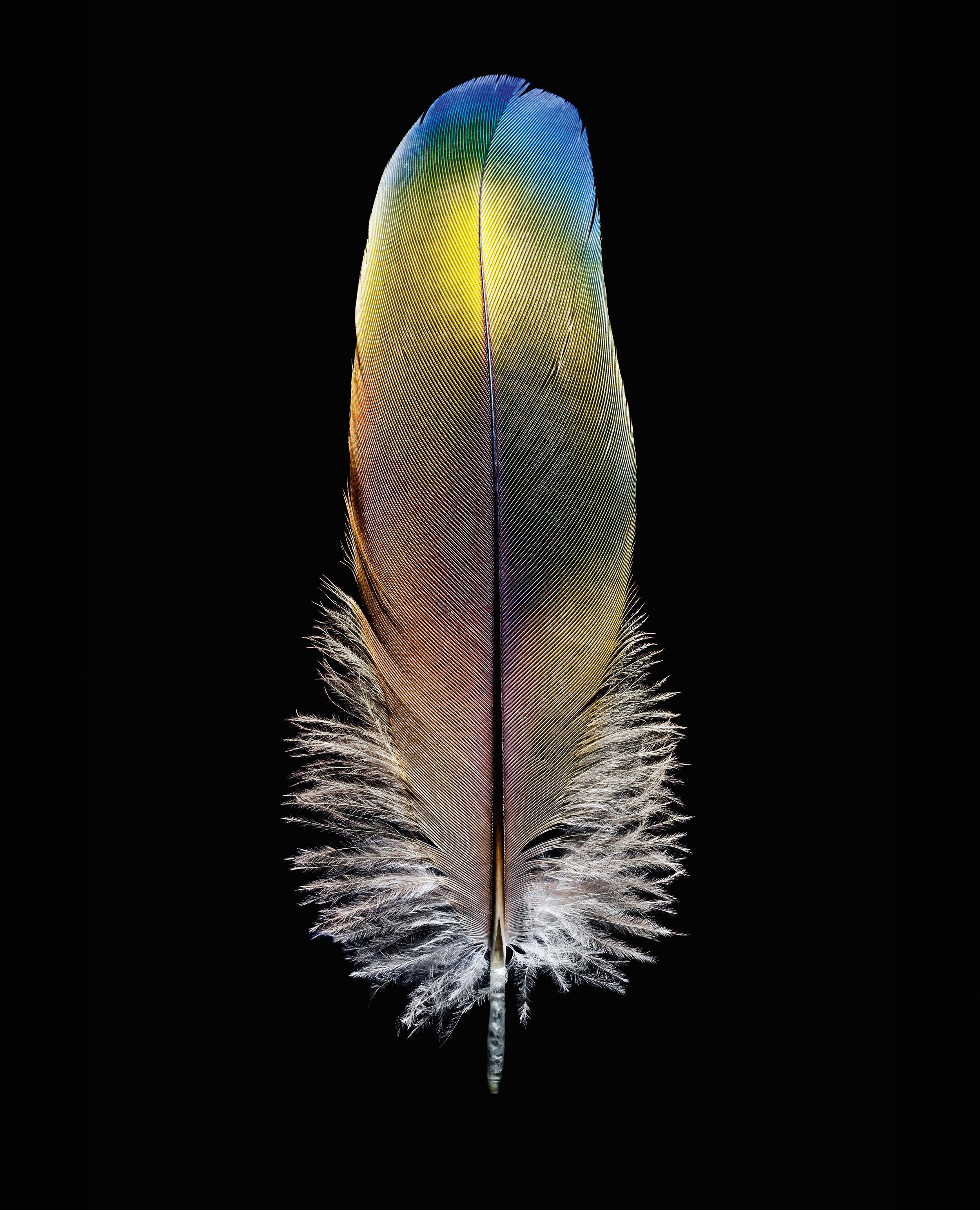 Parrot Feather Wallpapers - Top Free Parrot Feather Backgrounds - WallpaperAccess