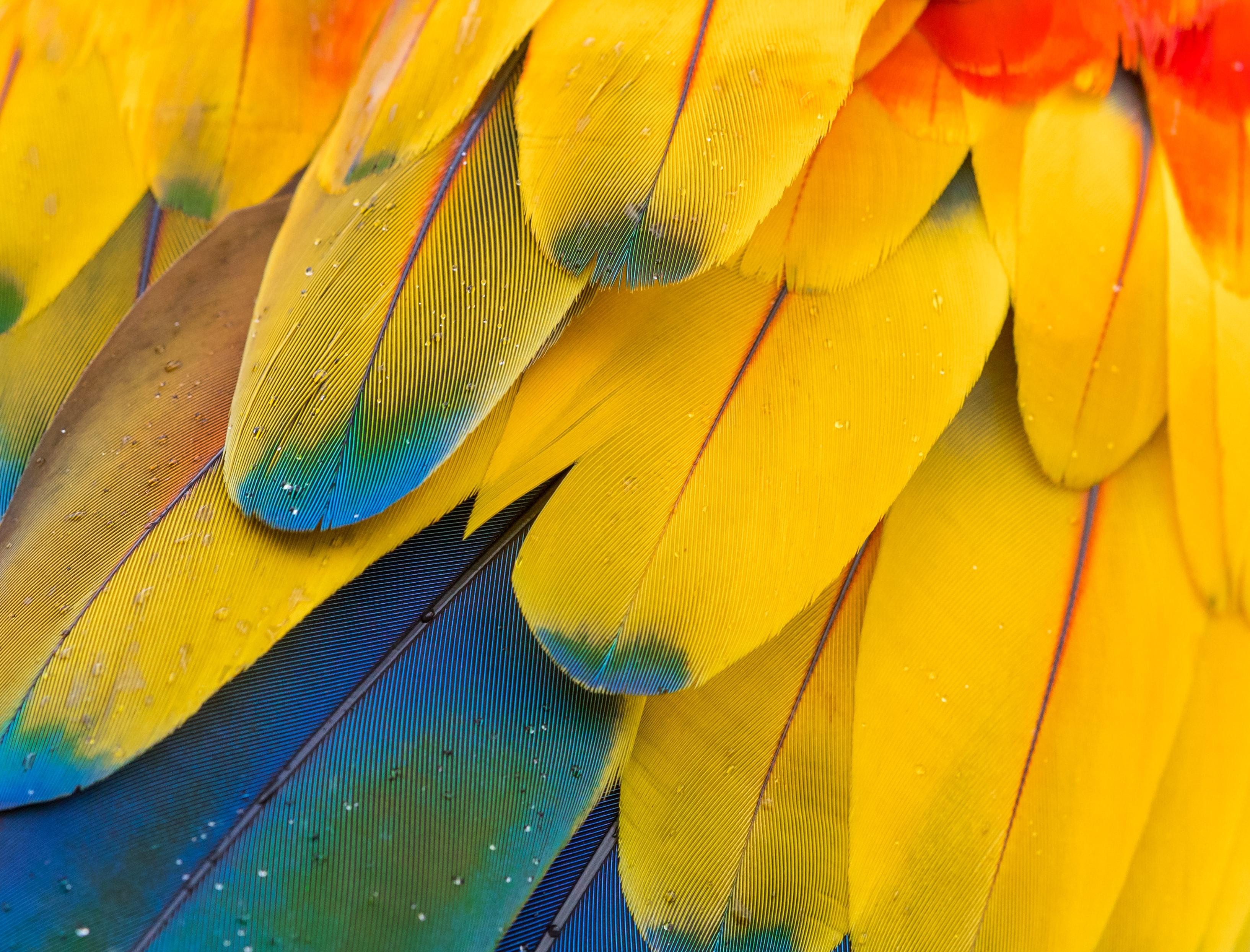 Parrot Feather Wallpapers - Top Free Parrot Feather Backgrounds ...