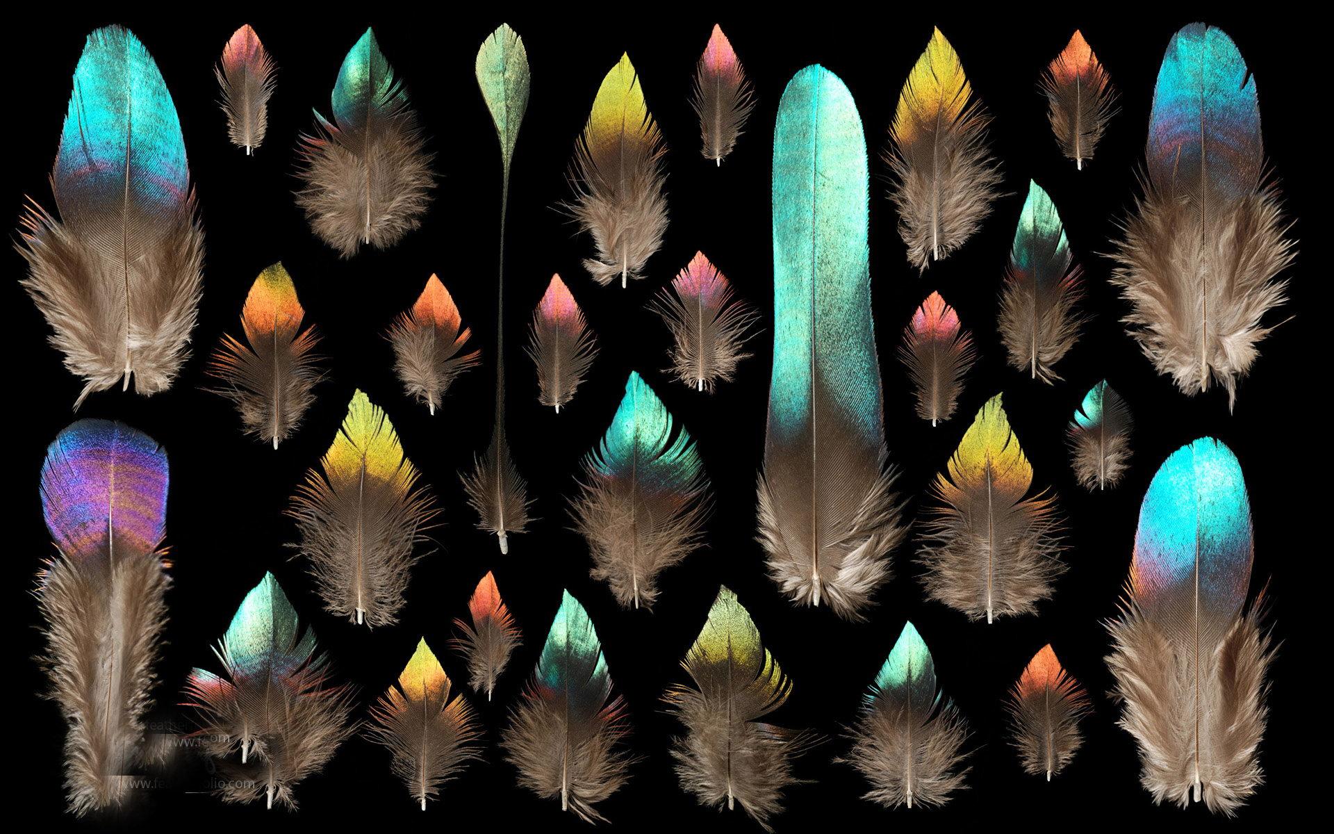 Parrot Feather Wallpapers - Top Free Parrot Feather Backgrounds ...