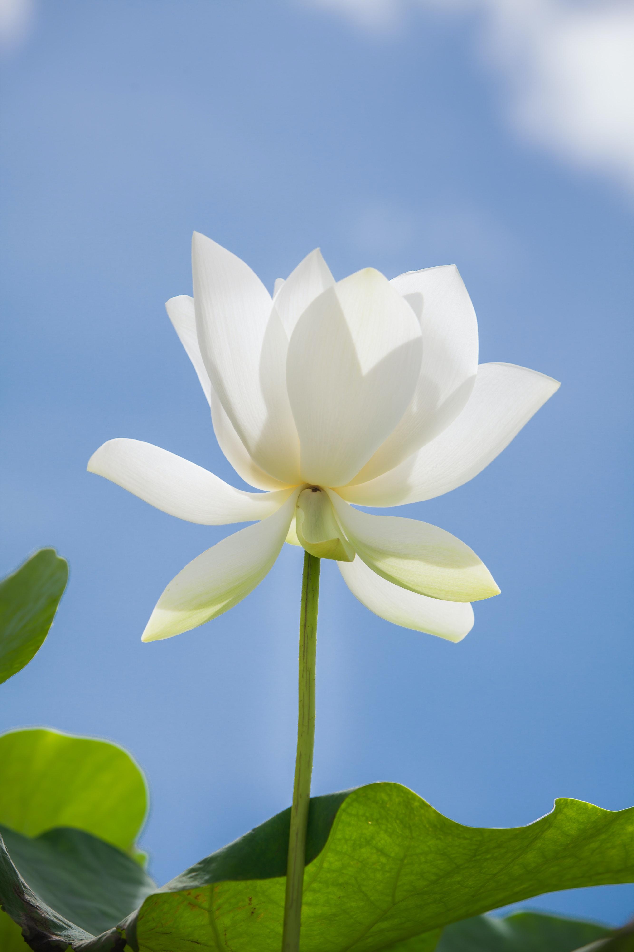 Blue Lotus Flower Wallpapers - Top Free Blue Lotus Flower Backgrounds ...