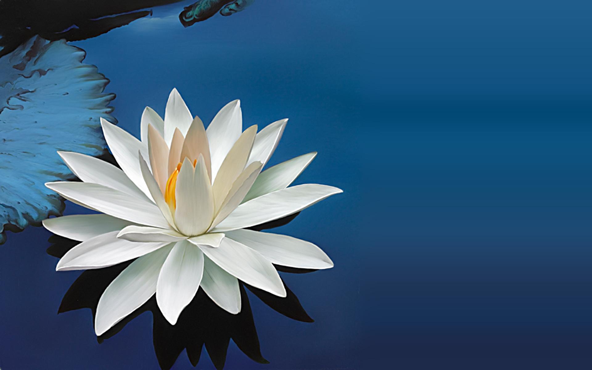 Blue Lotus Flower Wallpapers - Top Free Blue Lotus Flower Backgrounds ...