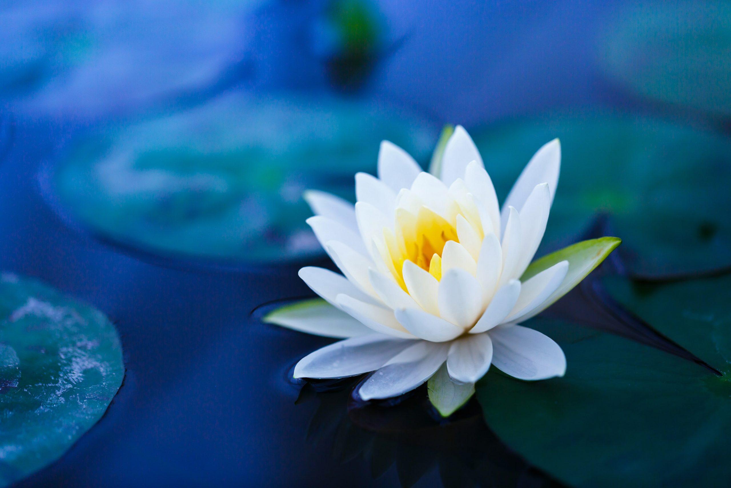 Blue Lotus Flower Wallpapers - Top Free Blue Lotus Flower Backgrounds ...