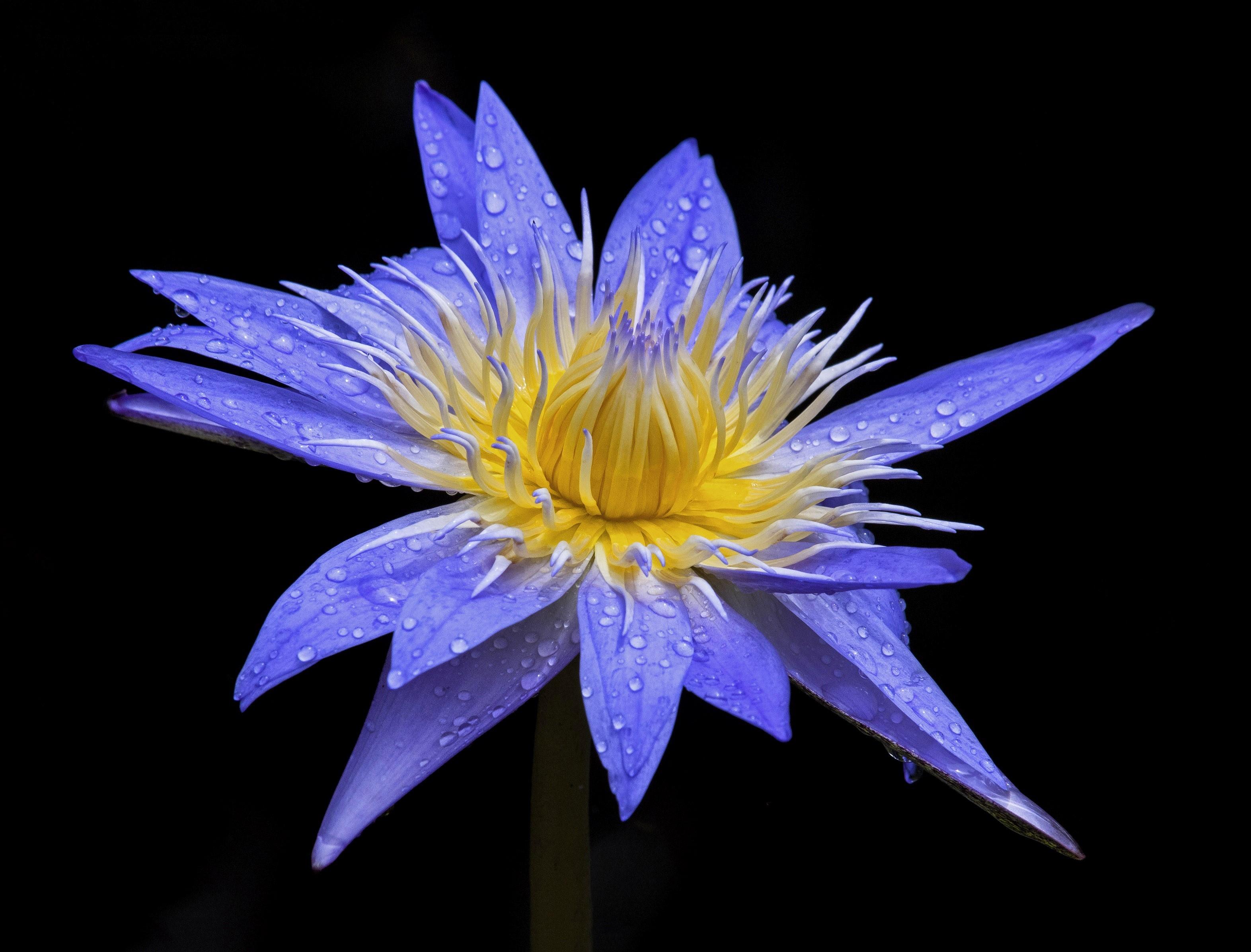 Blue Lotus Flower Wallpapers - Top Free Blue Lotus Flower Backgrounds ...