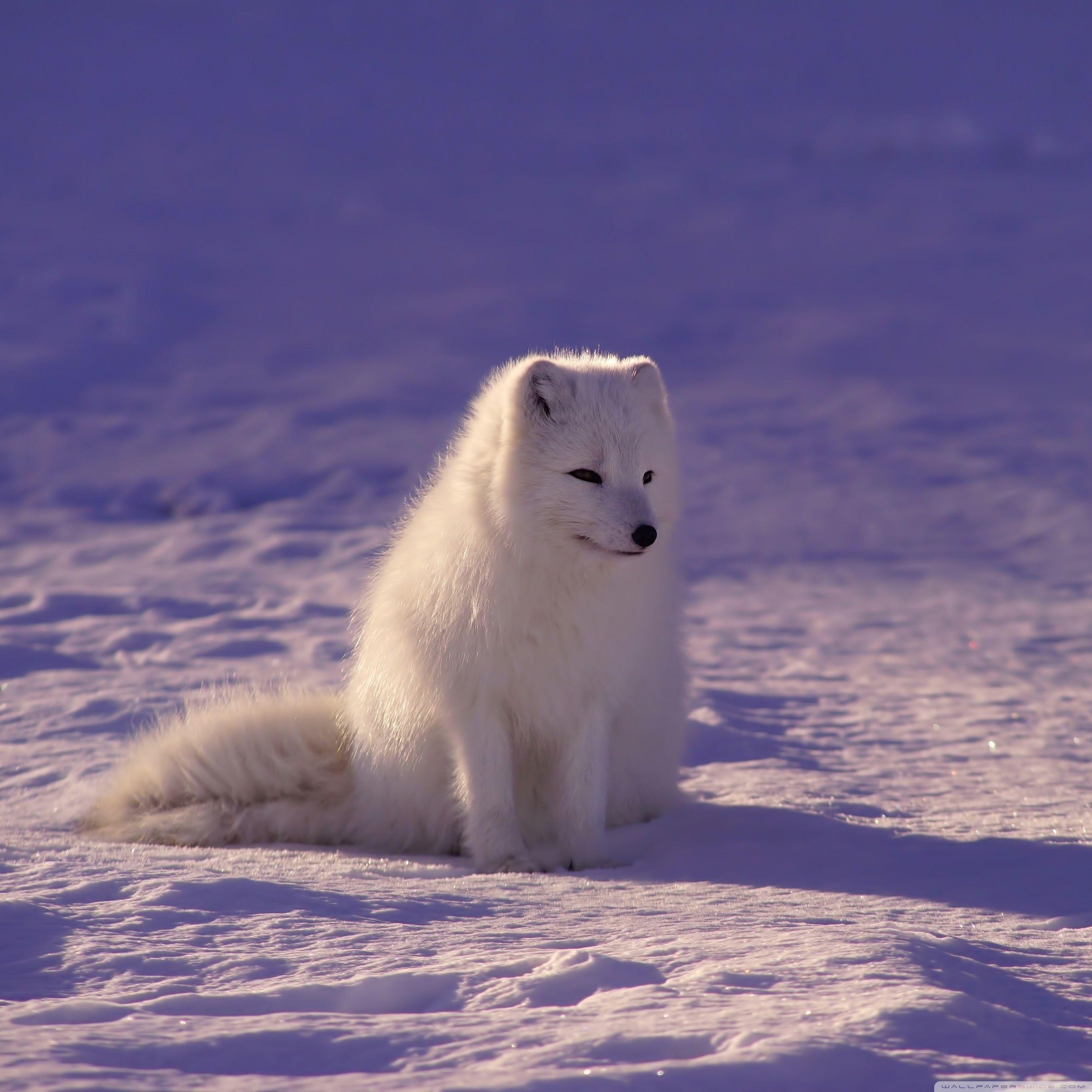 Galaxy Fox Wallpapers - Top Free Galaxy Fox Backgrounds - WallpaperAccess