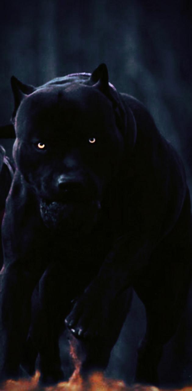 Angry Pitbull Wallpapers - Top Free Angry Pitbull Backgrounds ...