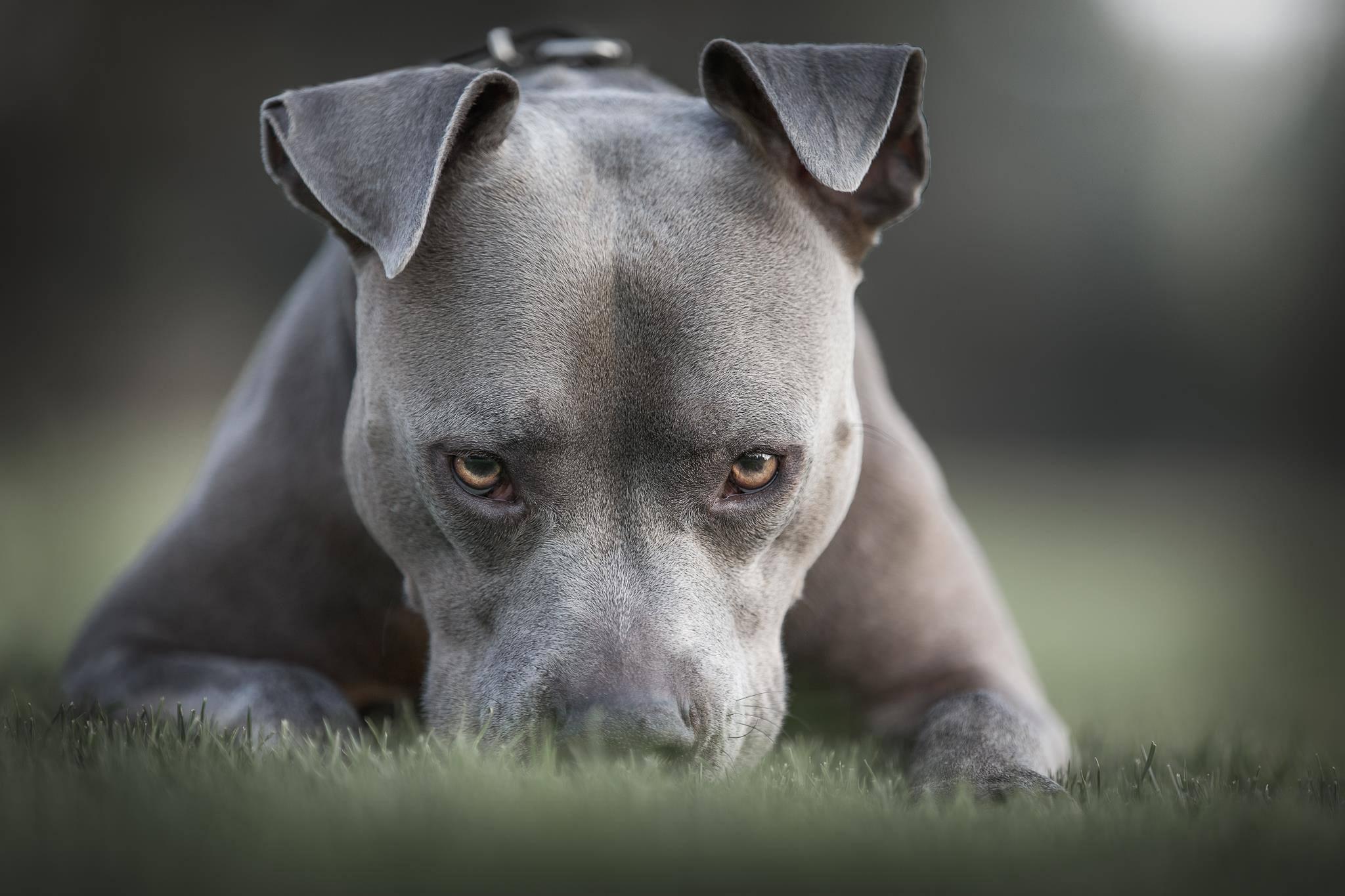 Angry Pitbull Wallpapers - Top Free Angry Pitbull Backgrounds ...