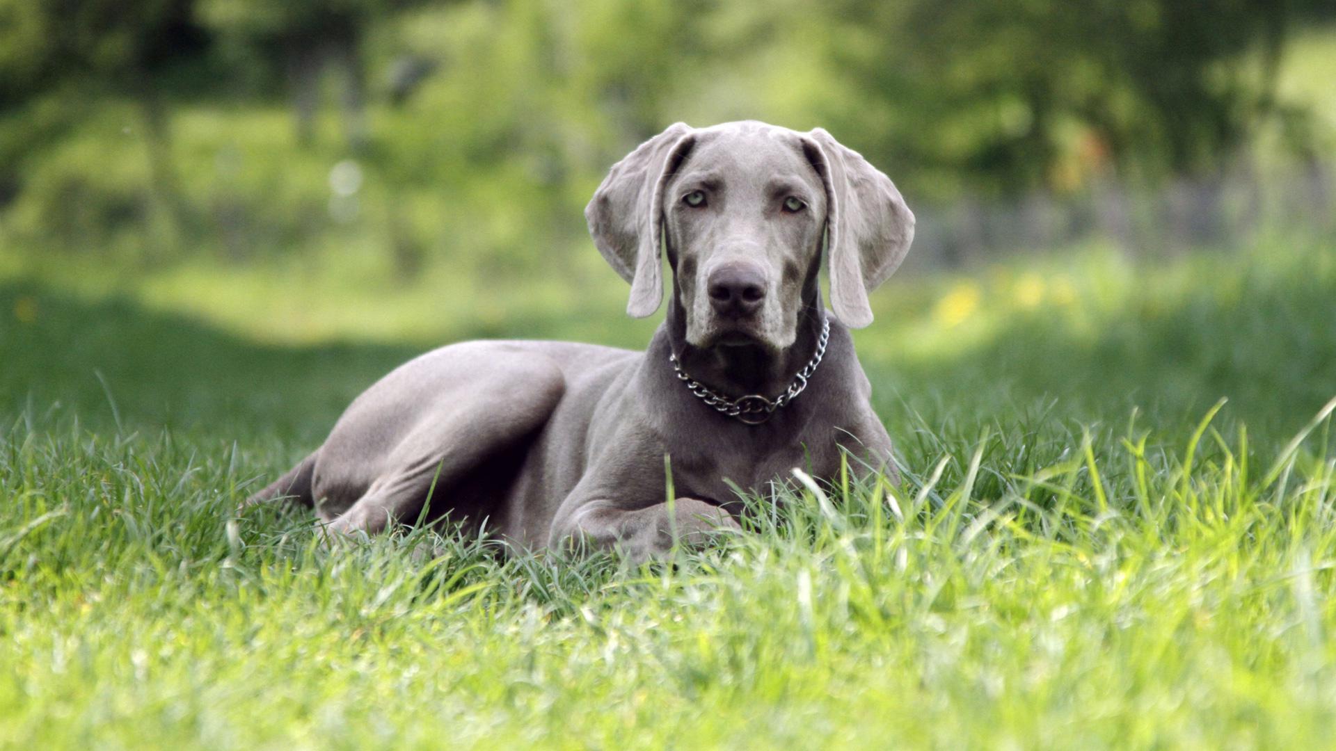 Weimaraner Wallpapers - Top Free Weimaraner Backgrounds - WallpaperAccess