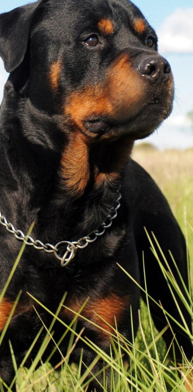 Angry Pitbull Wallpapers - Top Free Angry Pitbull Backgrounds ...