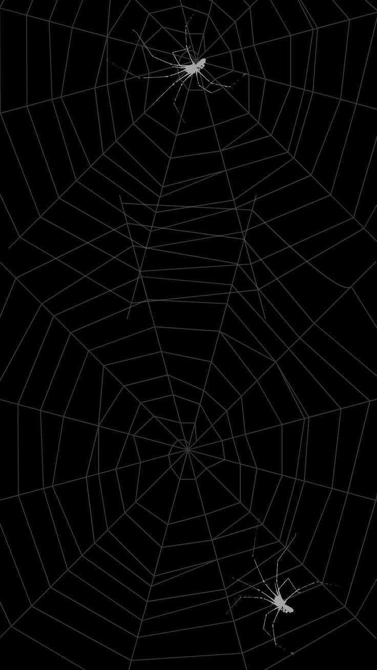 Spider Web Phone Wallpapers - Top Free Spider Web Phone Backgrounds ...