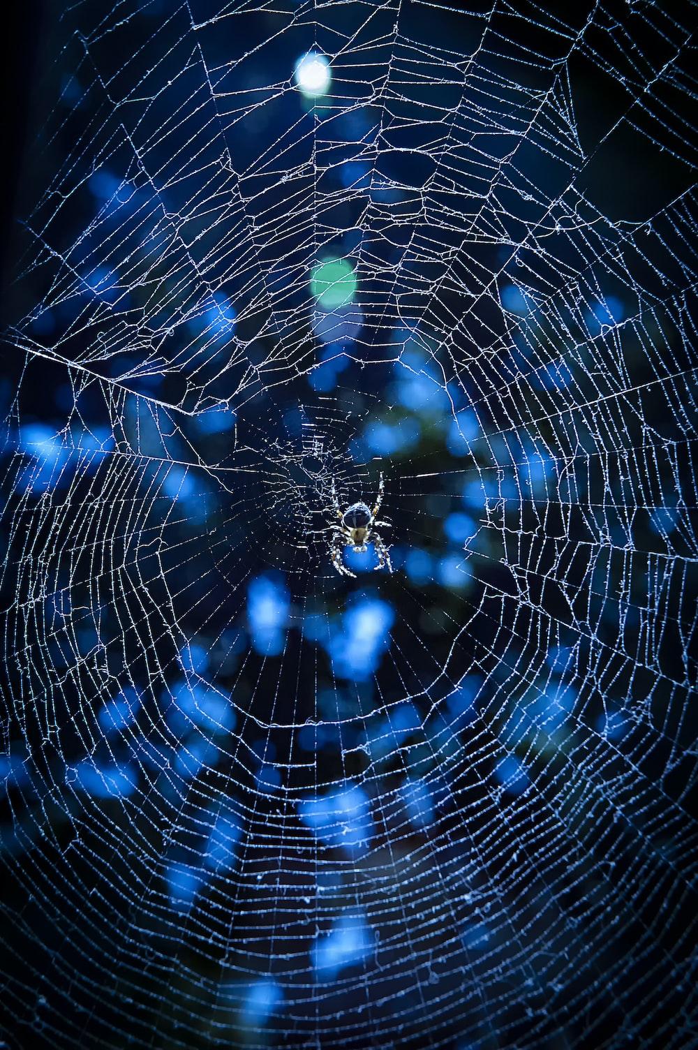 Spider Web Phone Wallpapers - Top Free Spider Web Phone Backgrounds ...