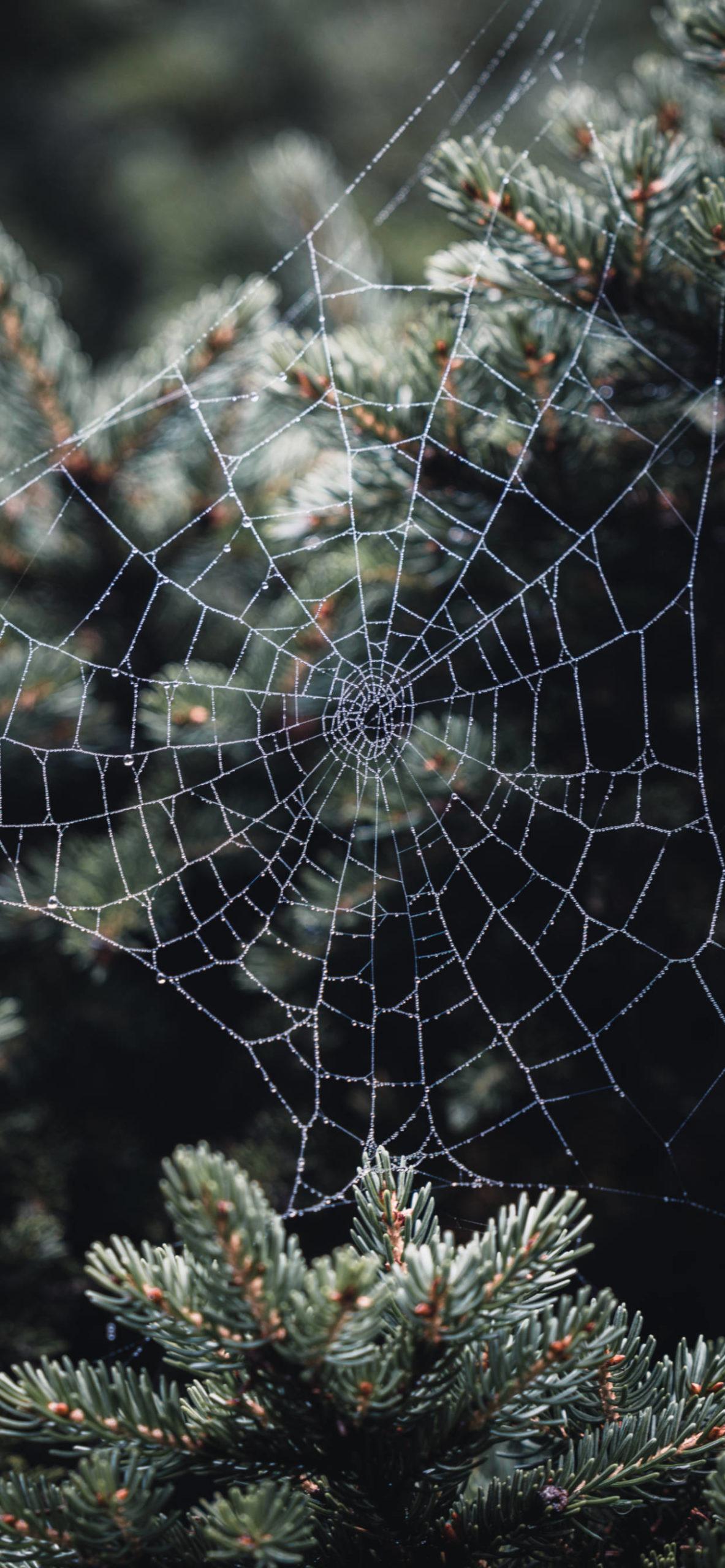 Spider Web Phone Wallpapers - Top Free Spider Web Phone Backgrounds ...