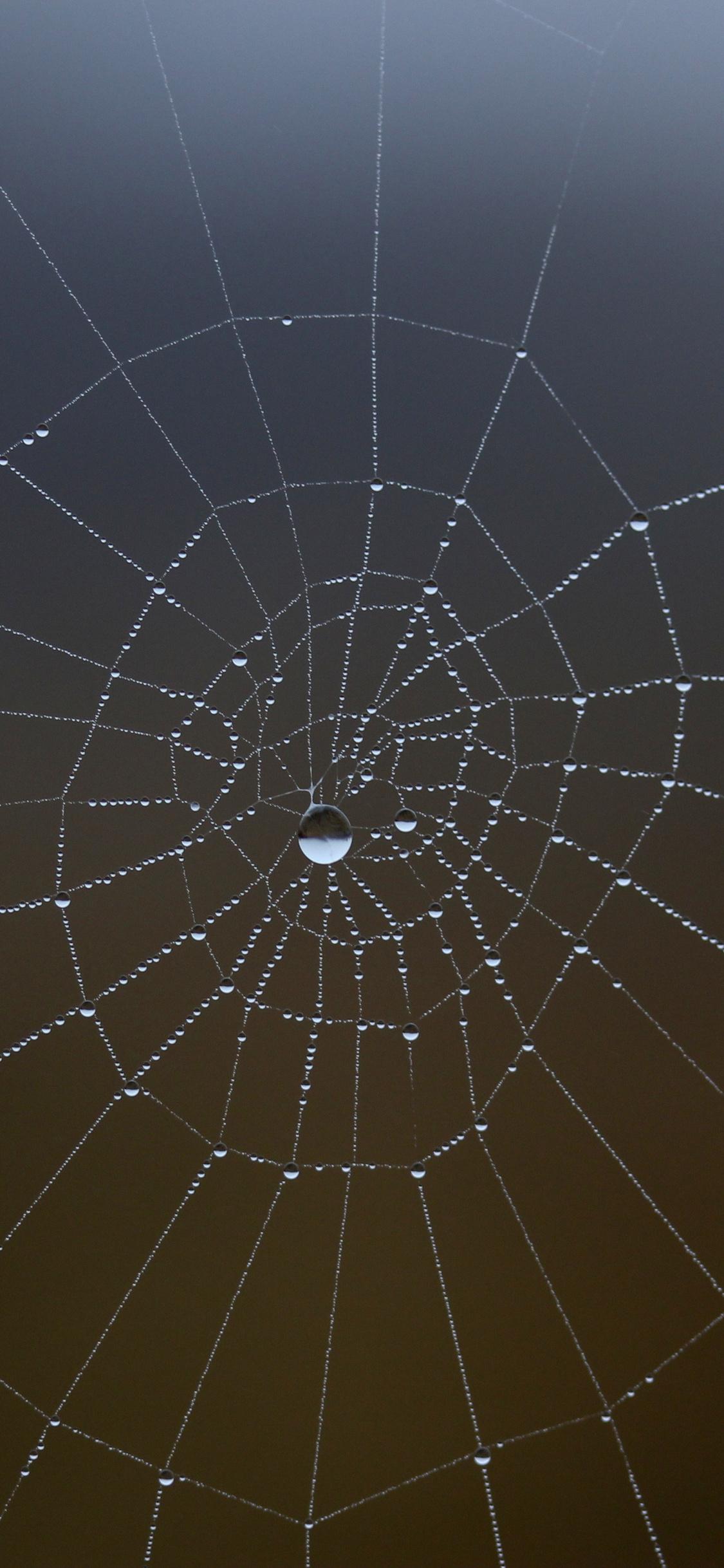 Spider Web Phone Wallpapers - Top Free Spider Web Phone Backgrounds ...