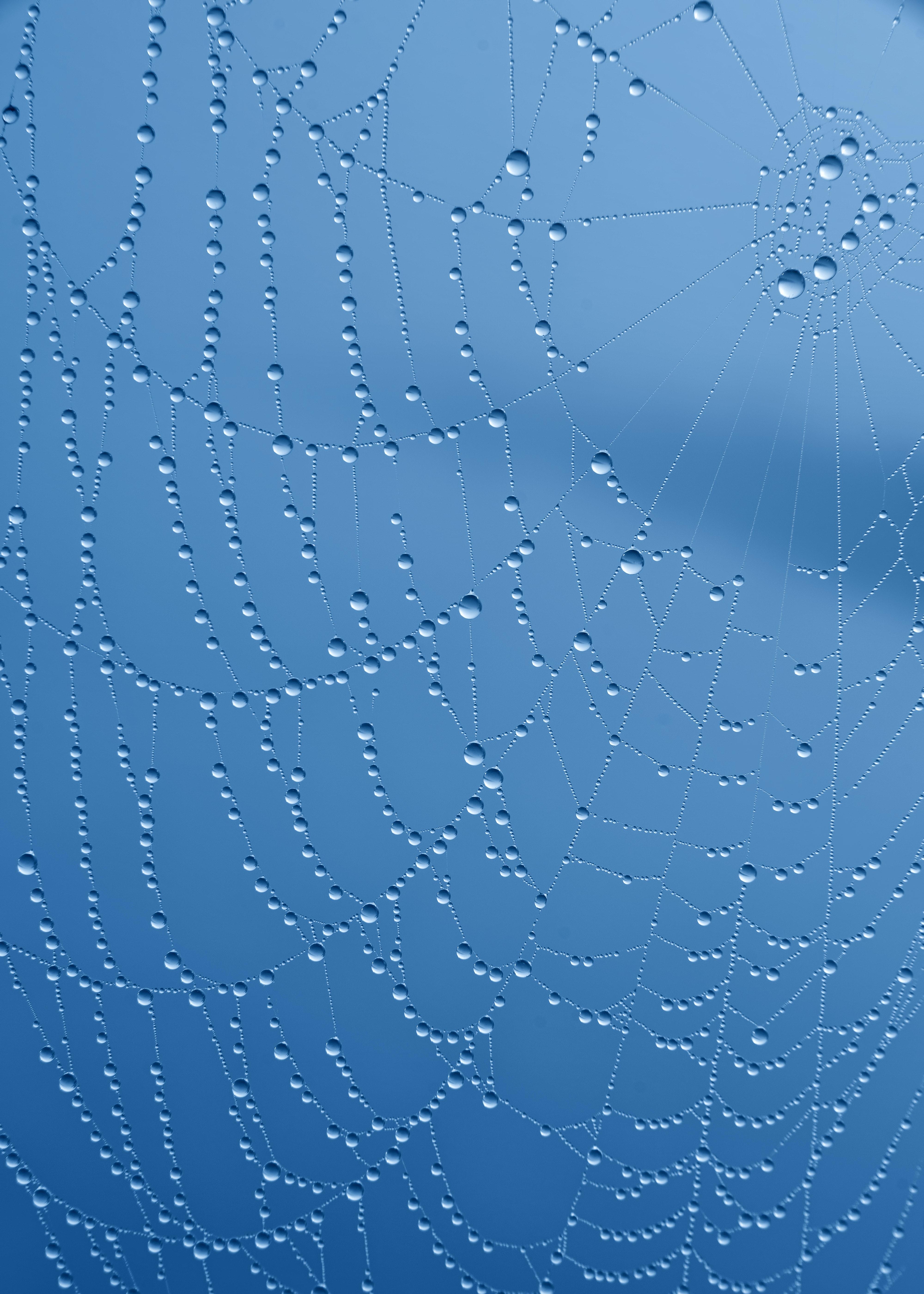 Spider Web Phone Wallpapers - Top Free Spider Web Phone Backgrounds ...