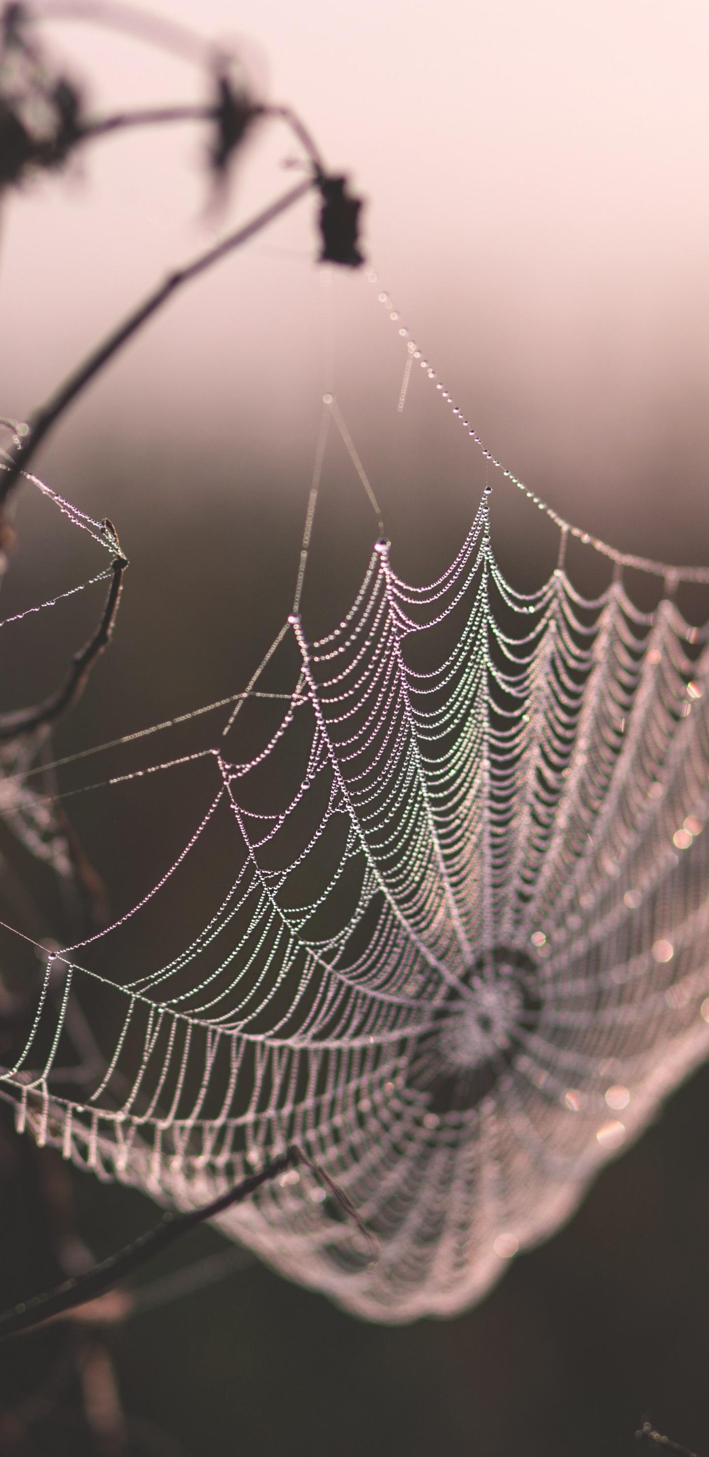 Spider Web Phone Wallpapers - Top Free Spider Web Phone Backgrounds ...