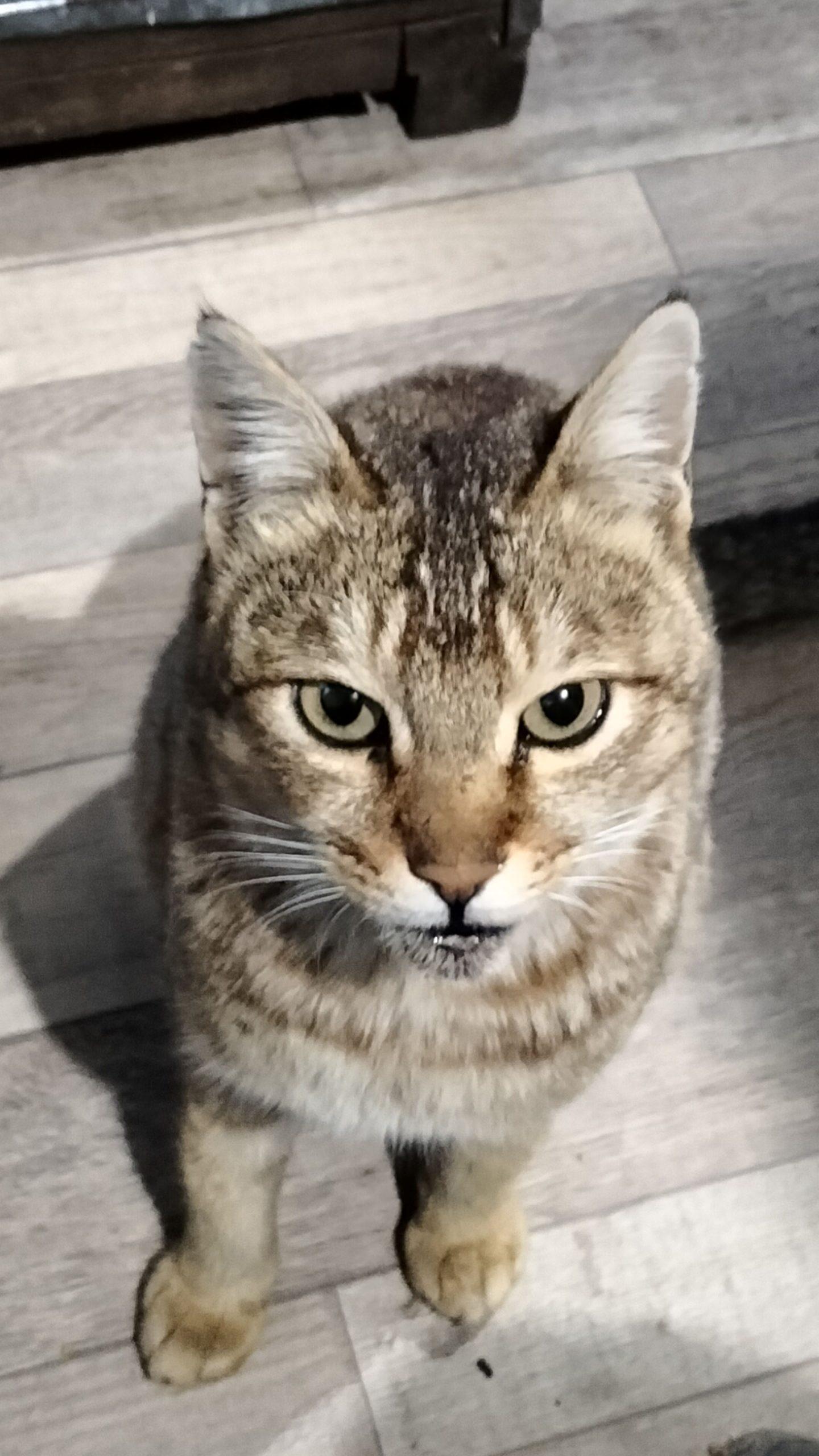 Food Cat Wallpapers - Top Free Food Cat Backgrounds - WallpaperAccess