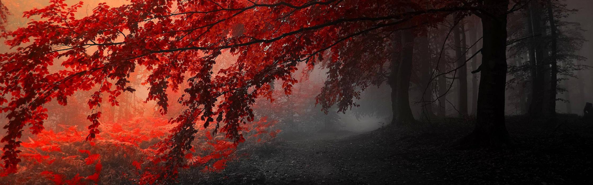 Orange Dual Wallpapers - Top Free Orange Dual Backgrounds - WallpaperAccess