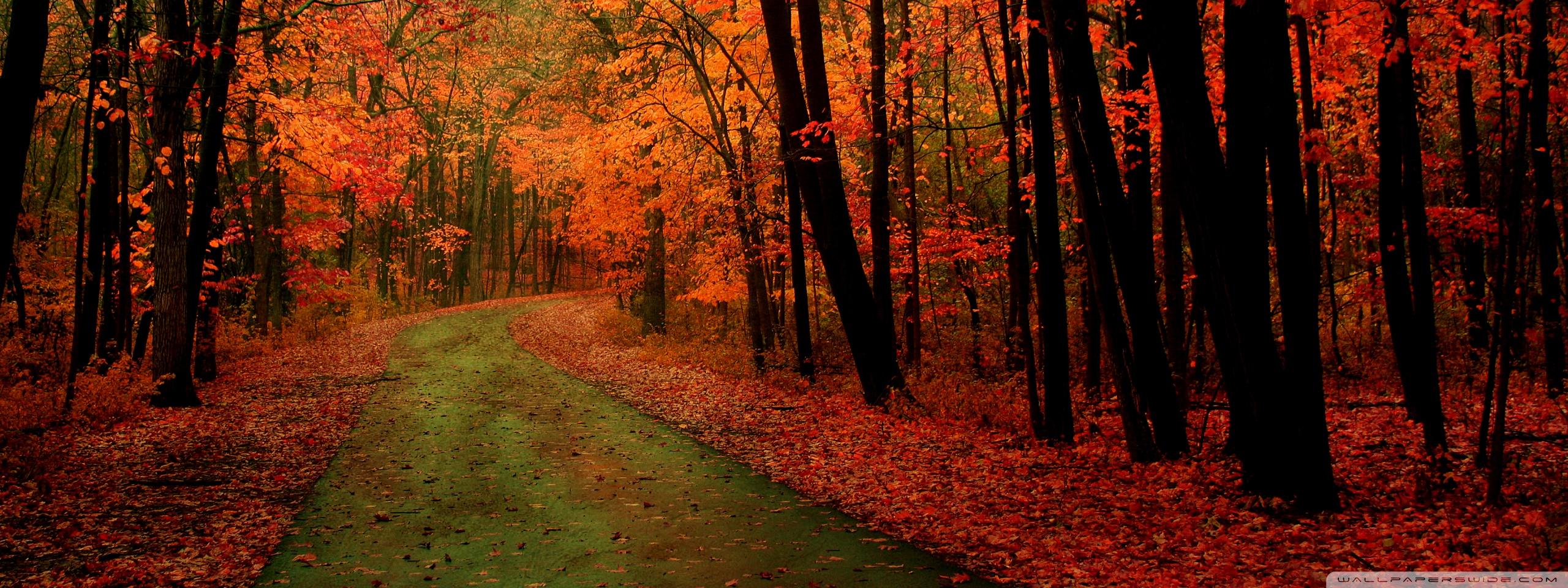 Orange Dual Wallpapers - Top Free Orange Dual Backgrounds - WallpaperAccess