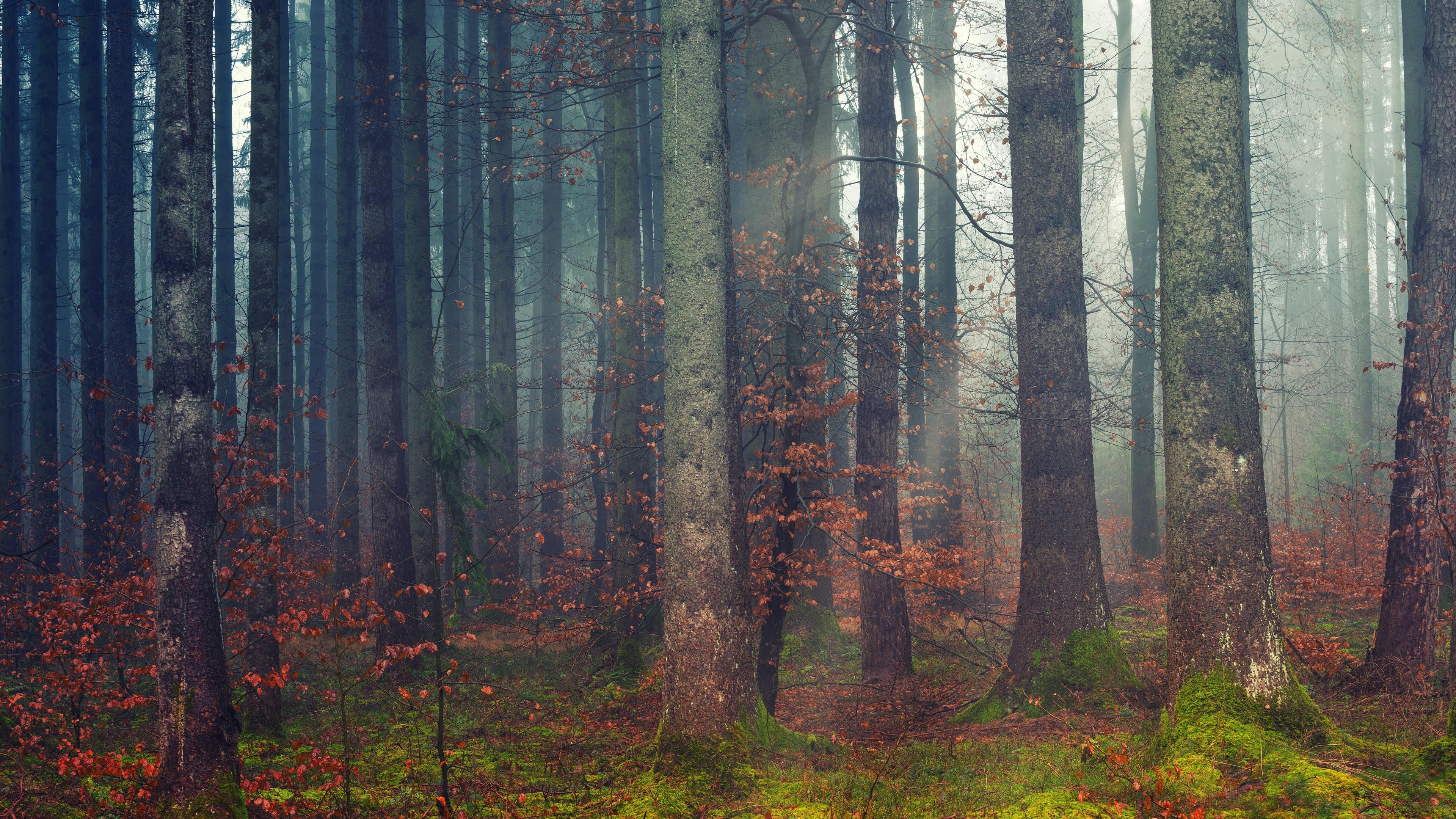 5k Forest Wallpapers - Top Free 5k Forest Backgrounds - WallpaperAccess