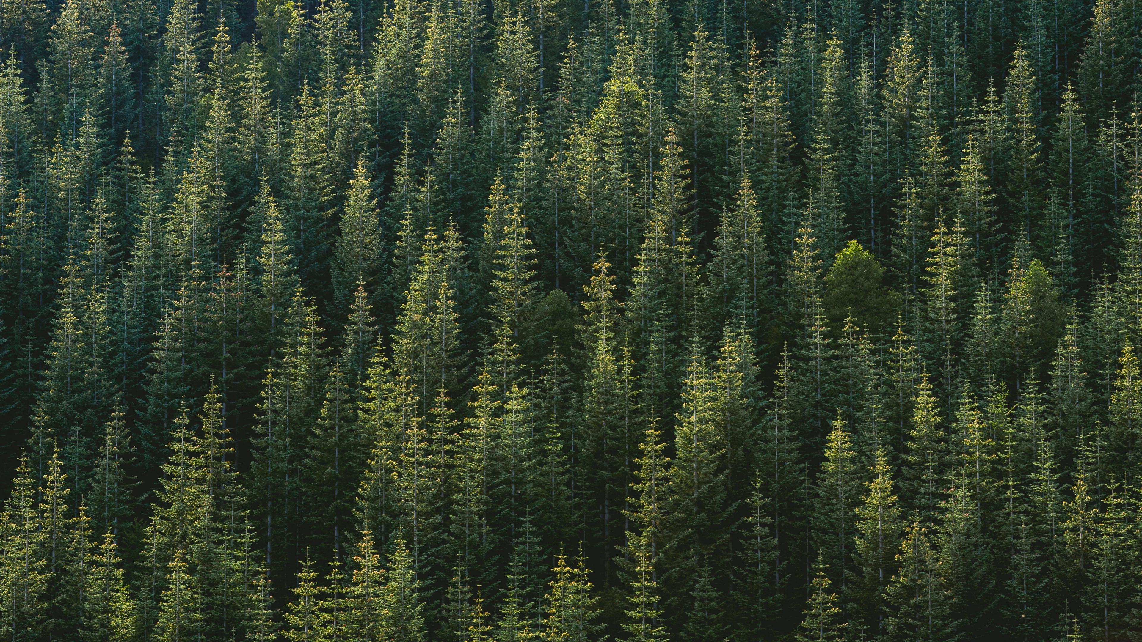 5k Forest Wallpapers - Top Free 5k Forest Backgrounds - WallpaperAccess