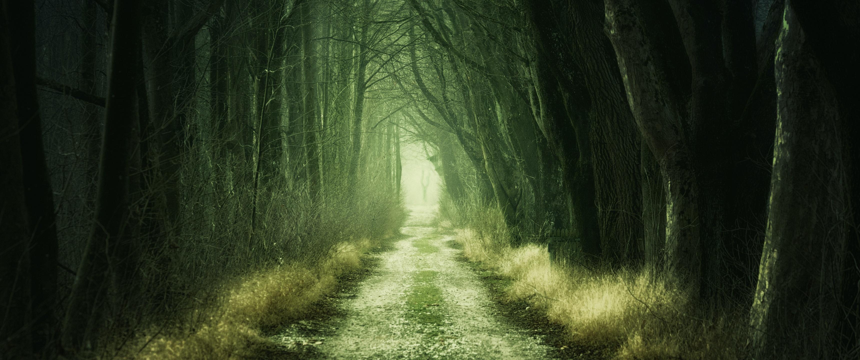 5k Forest Wallpapers - Top Free 5k Forest Backgrounds - WallpaperAccess