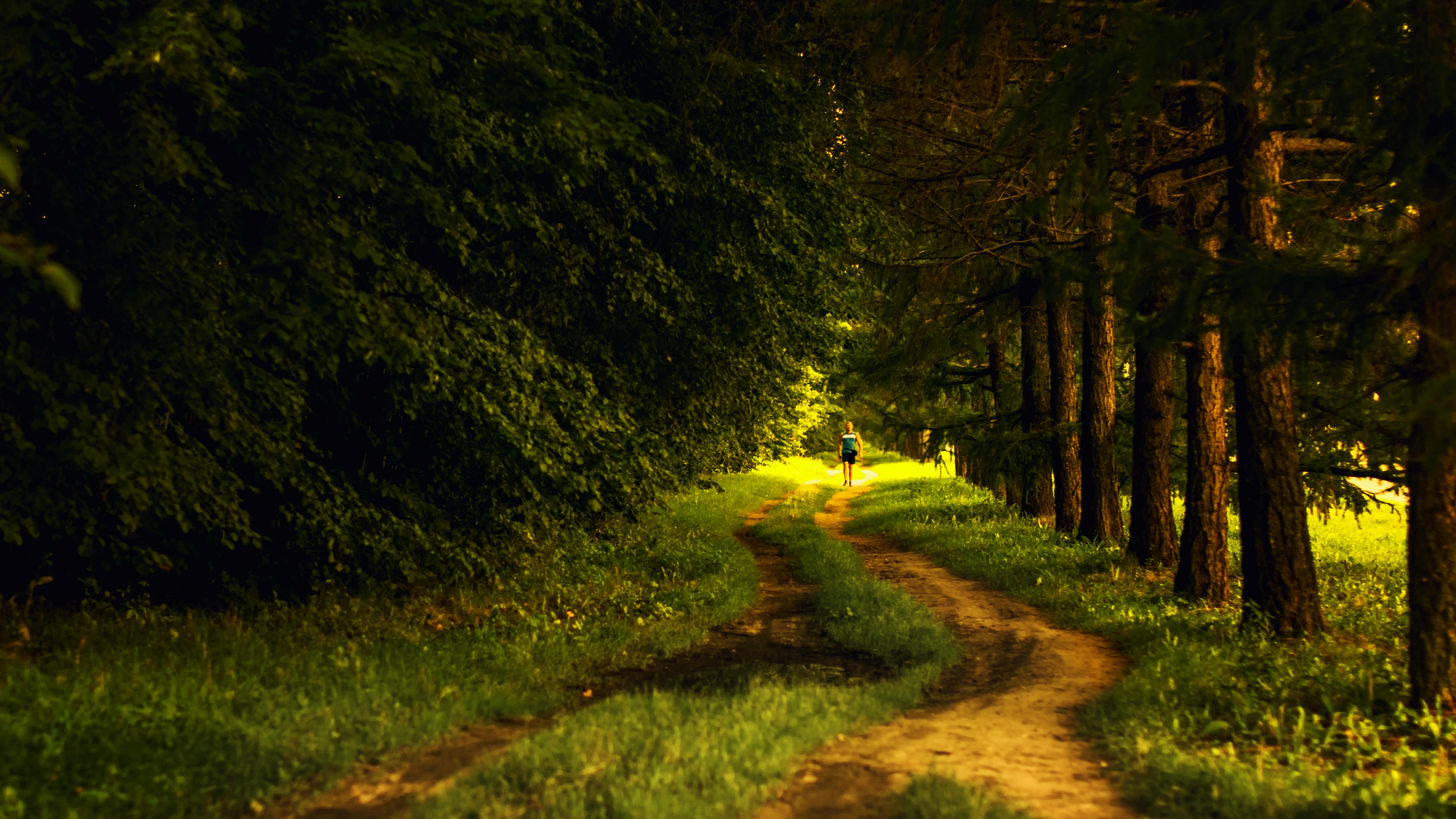 5k Forest Wallpapers - Top Free 5k Forest Backgrounds - WallpaperAccess