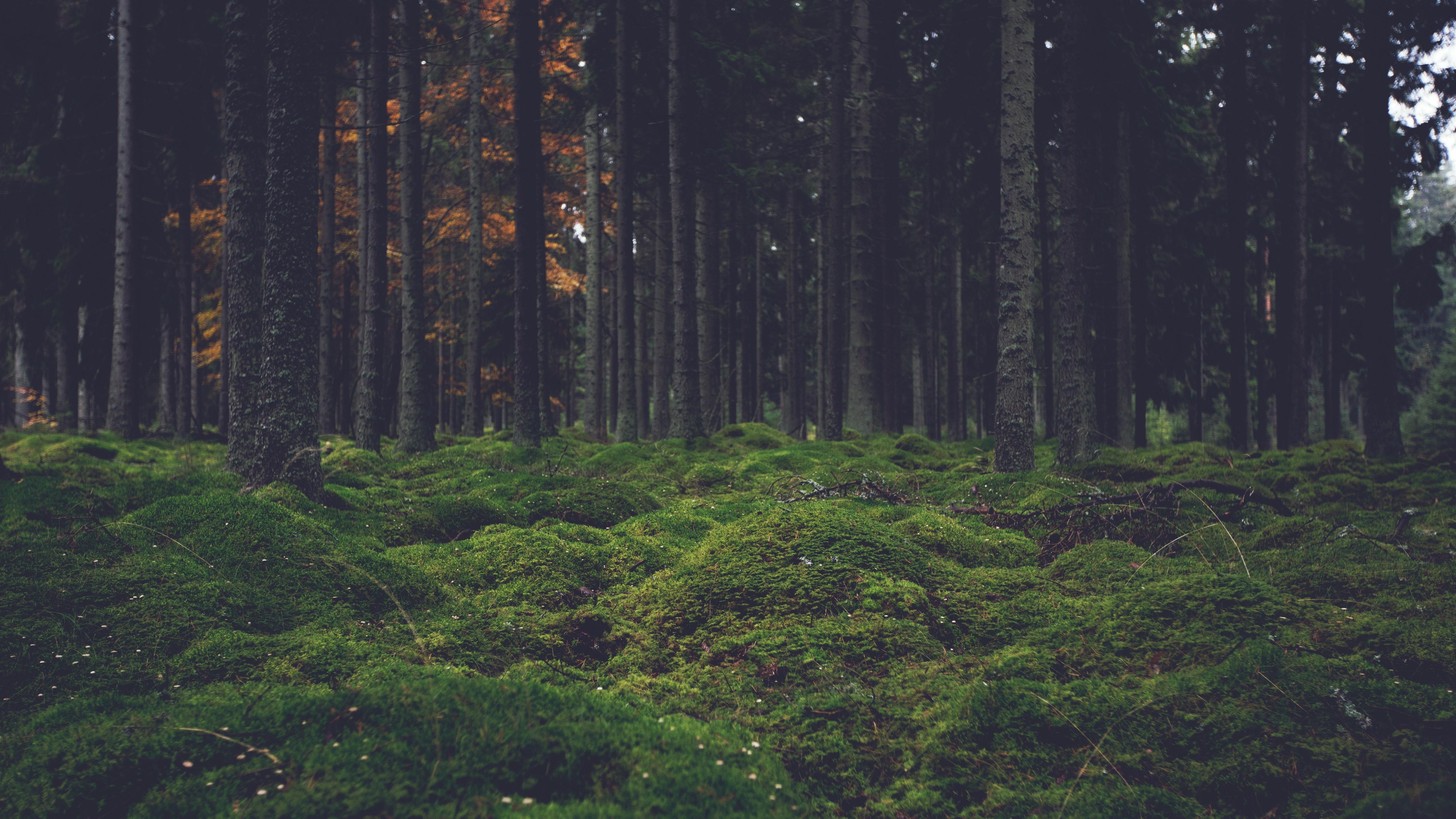 5k Forest Wallpapers - Top Free 5k Forest Backgrounds - WallpaperAccess