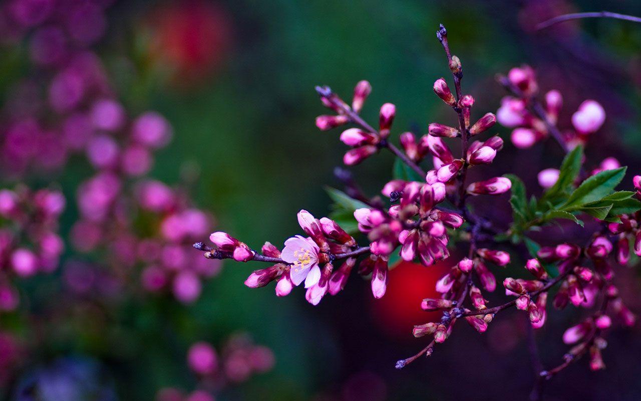 Elegant Flower Wallpapers - Top Free Elegant Flower Backgrounds ...