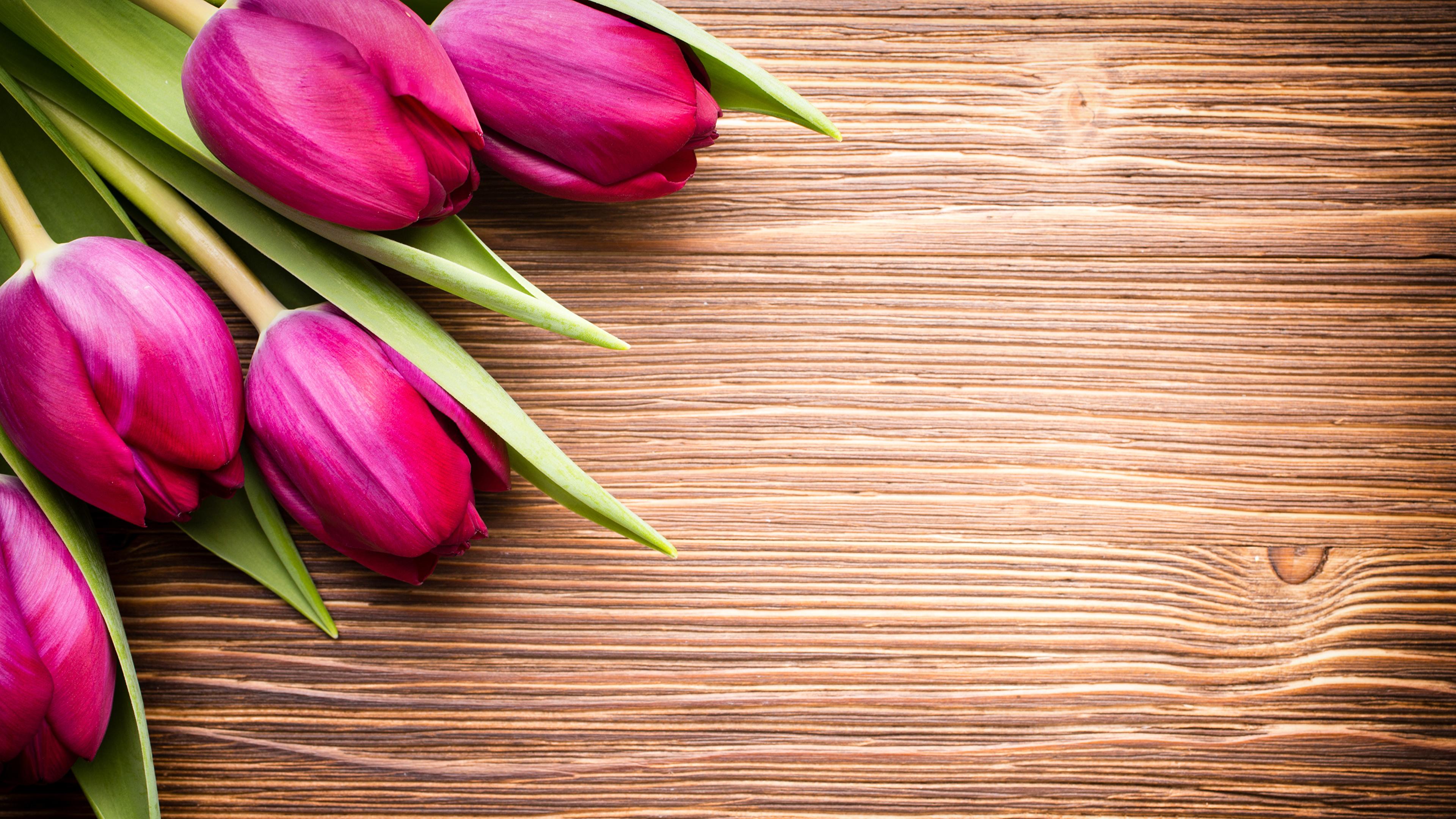 Tulip Wood Wallpapers - Top Free Tulip Wood Backgrounds - WallpaperAccess