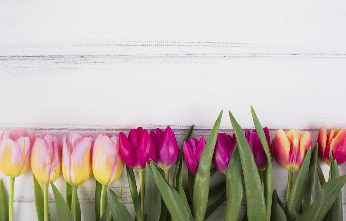 Tulip Wood Wallpapers - Top Free Tulip Wood Backgrounds - WallpaperAccess