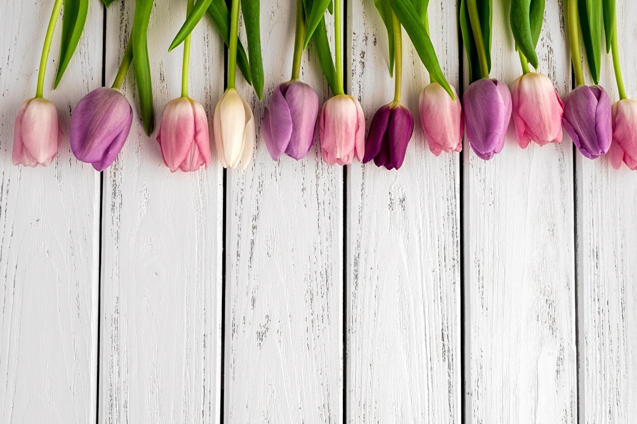 Tulip Wood Wallpapers - Top Free Tulip Wood Backgrounds - WallpaperAccess
