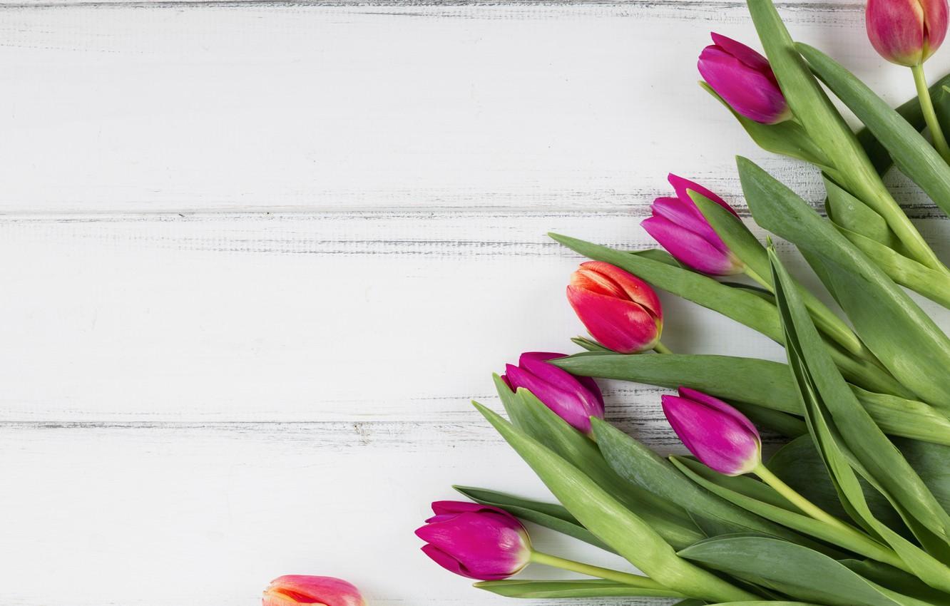Tulip Wood Wallpapers - Top Free Tulip Wood Backgrounds - WallpaperAccess