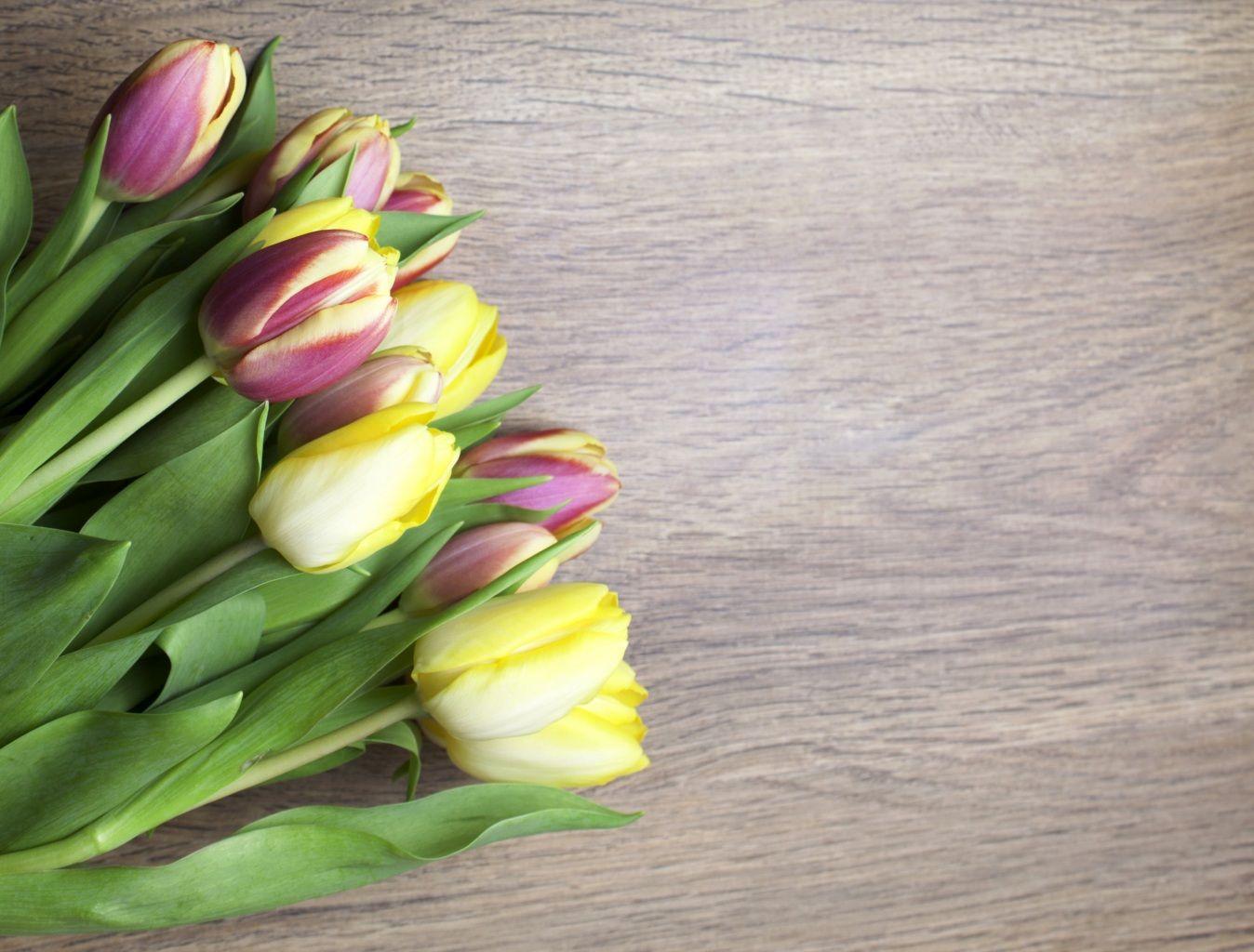 Tulip Wood Wallpapers - Top Free Tulip Wood Backgrounds - WallpaperAccess