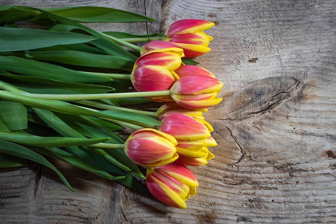 Tulip Wood Wallpapers - Top Free Tulip Wood Backgrounds - WallpaperAccess
