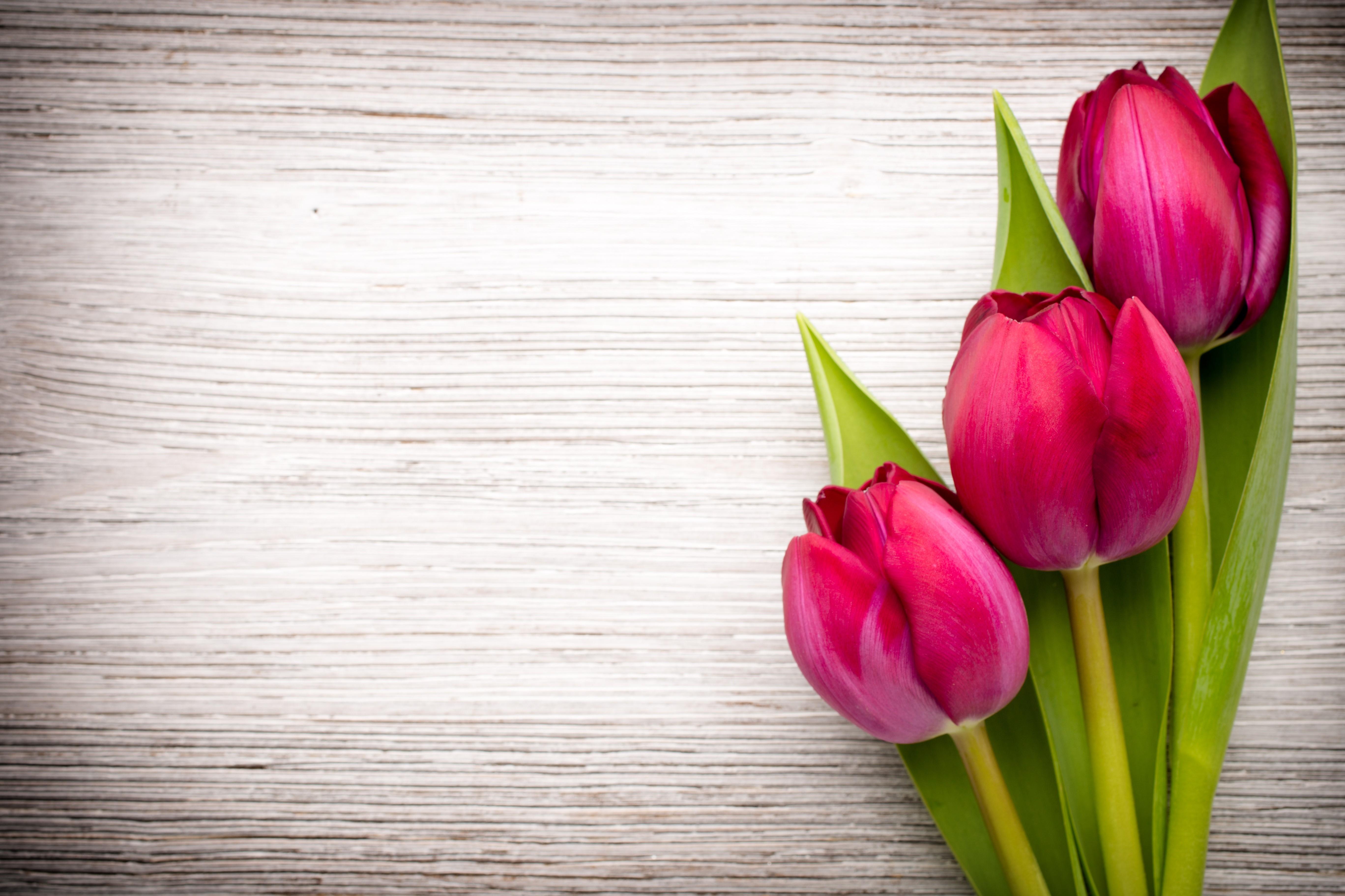 Tulip Wood Wallpapers - Top Free Tulip Wood Backgrounds - WallpaperAccess