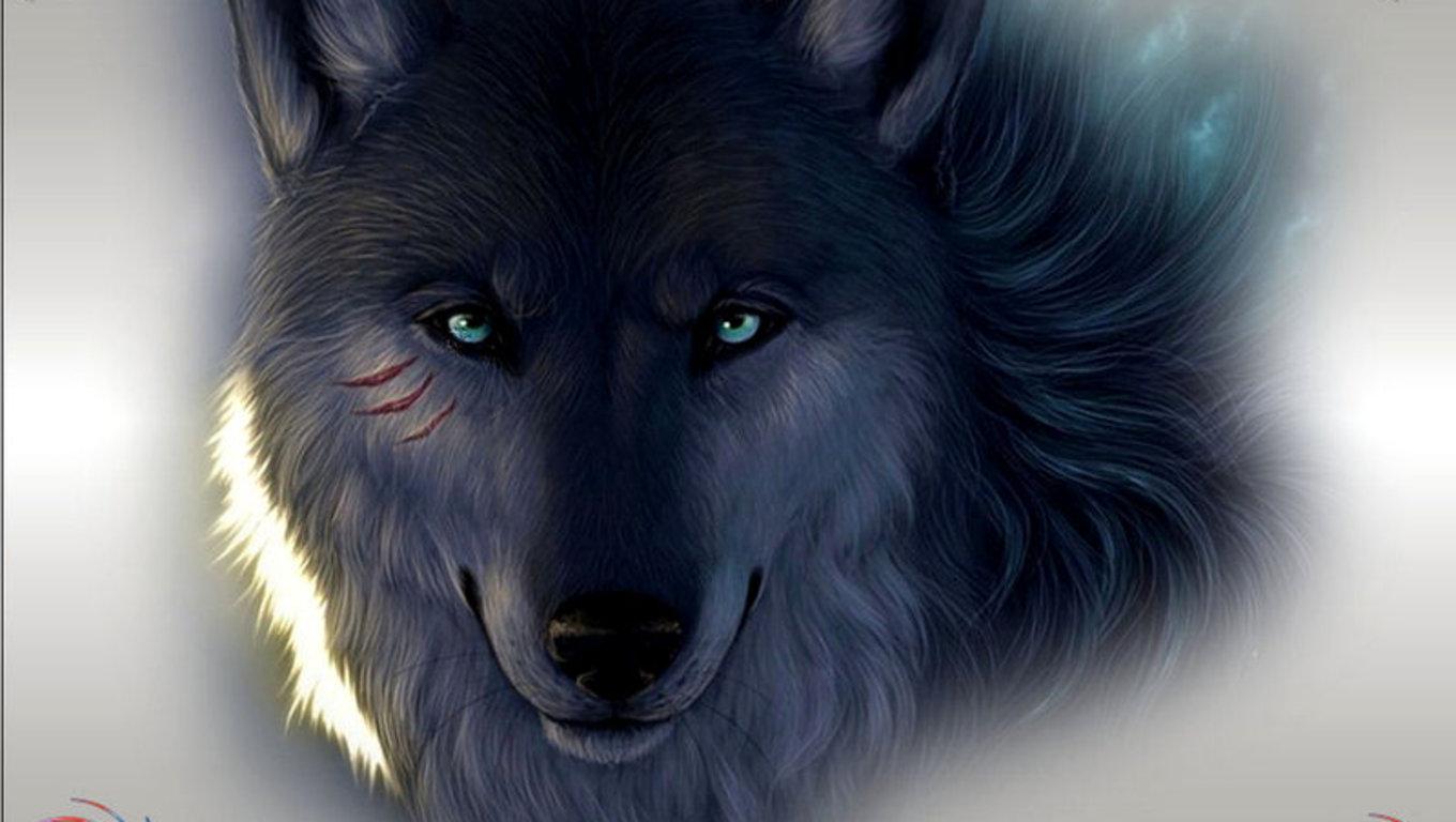 Star Wolf Wallpapers - Top Free Star Wolf Backgrounds - WallpaperAccess