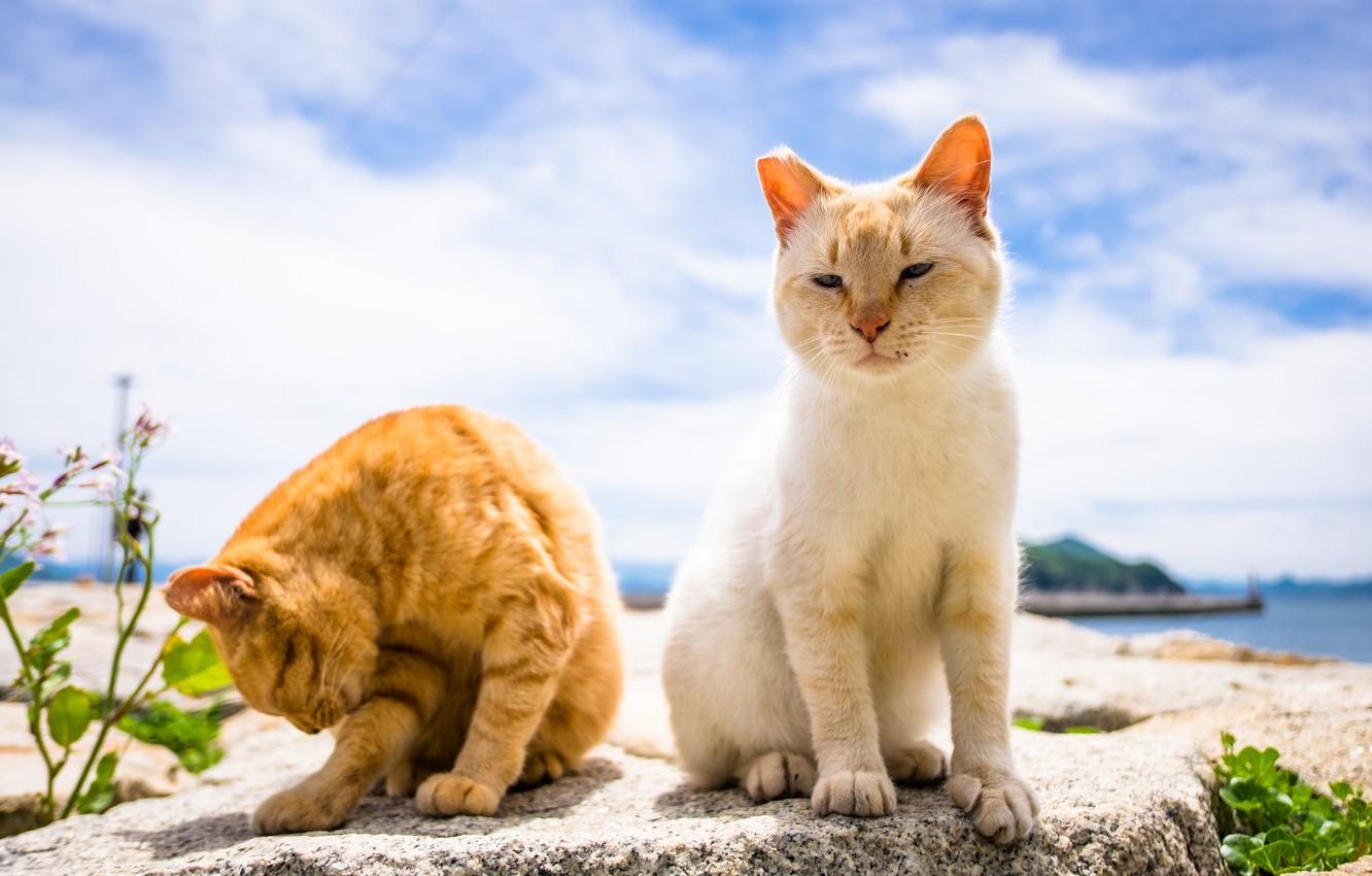 Cat On Beach Wallpapers - Top Free Cat On Beach Backgrounds ...