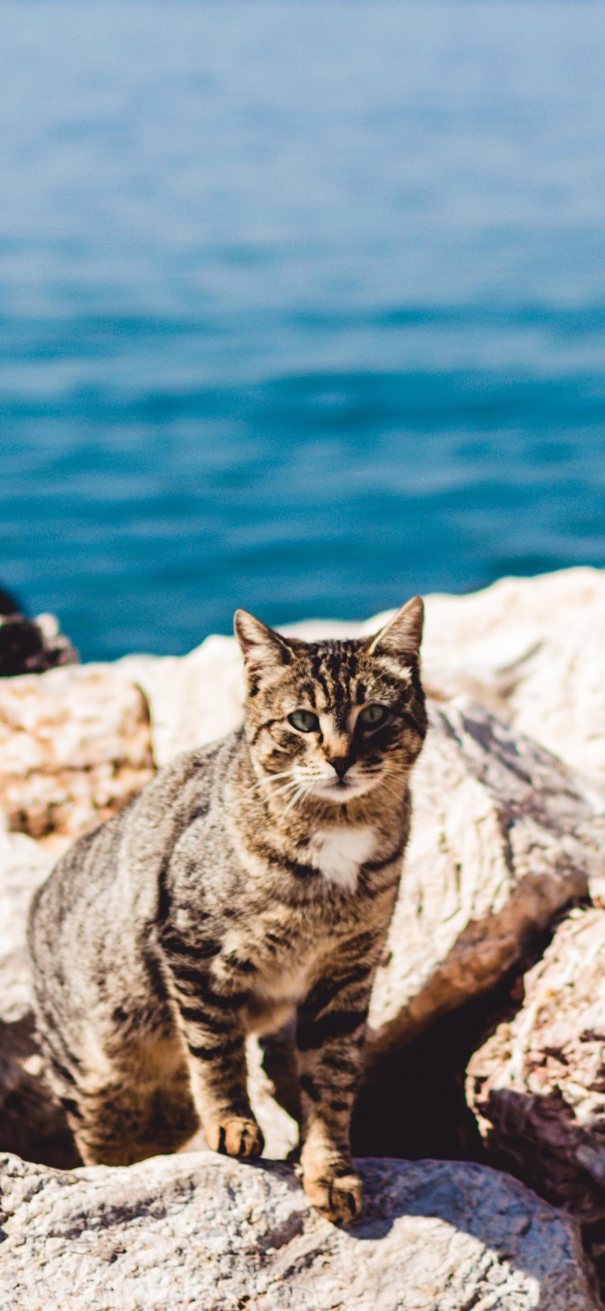 Cat On Beach Wallpapers - Top Free Cat On Beach Backgrounds ...