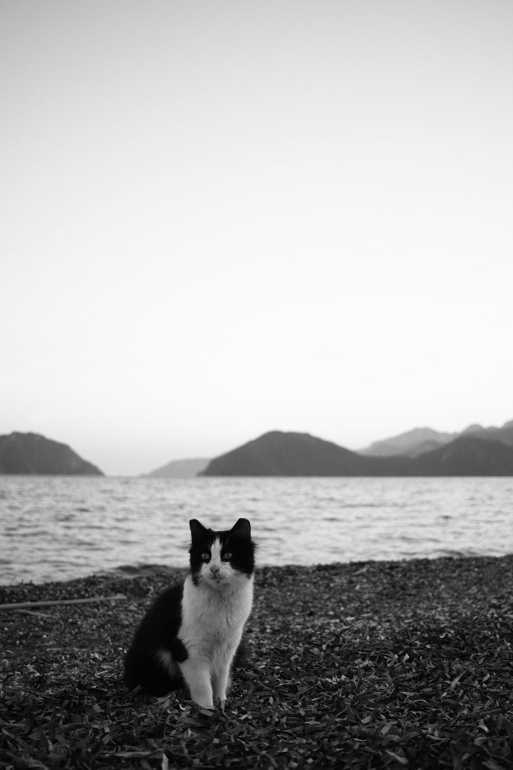Cat On Beach Wallpapers - Top Free Cat On Beach Backgrounds ...