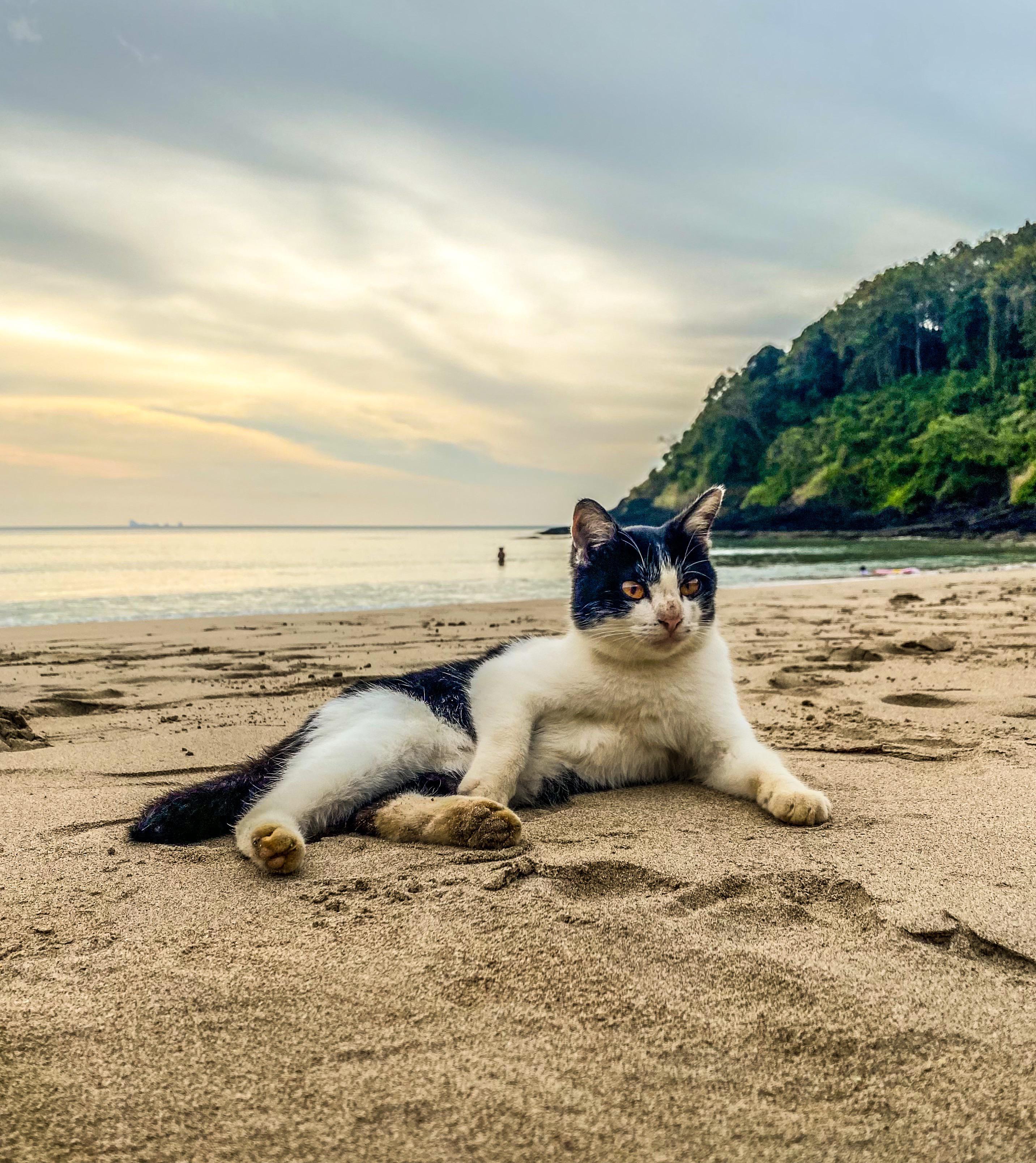 Cat On Beach Wallpapers - Top Free Cat On Beach Backgrounds ...