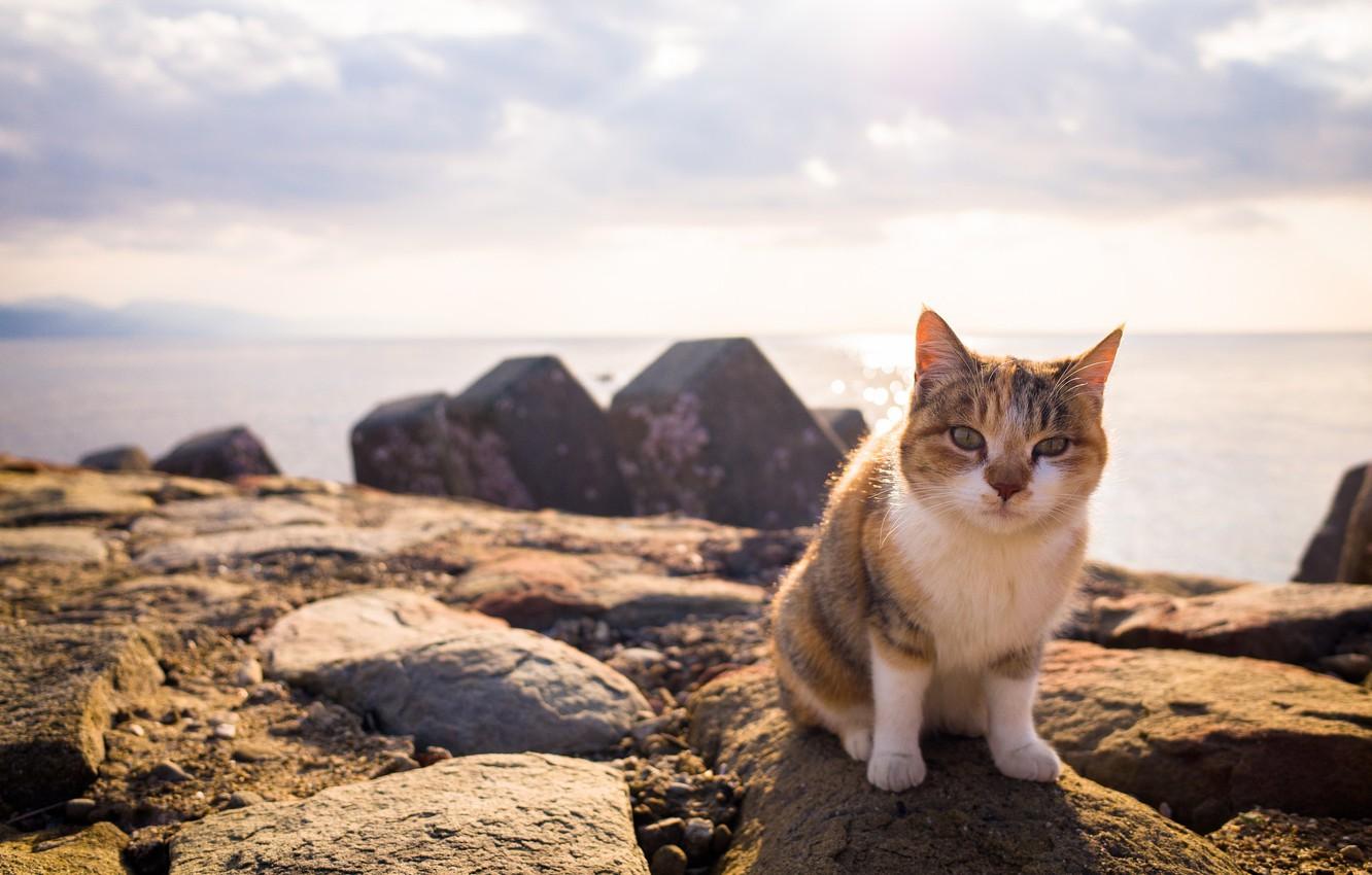 Cat On Beach Wallpapers - Top Free Cat On Beach Backgrounds ...