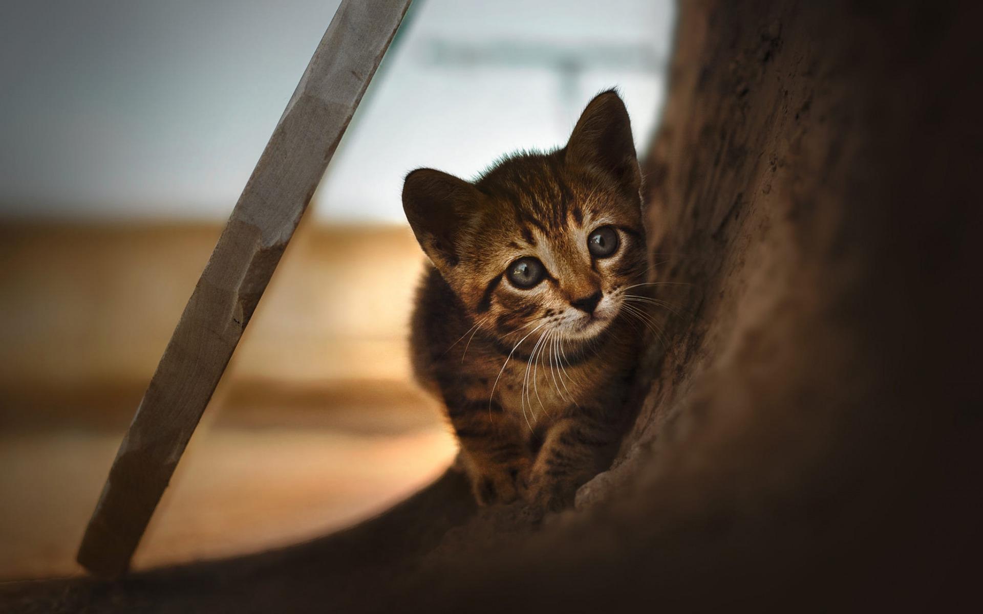 Cat On Beach Wallpapers - Top Free Cat On Beach Backgrounds ...