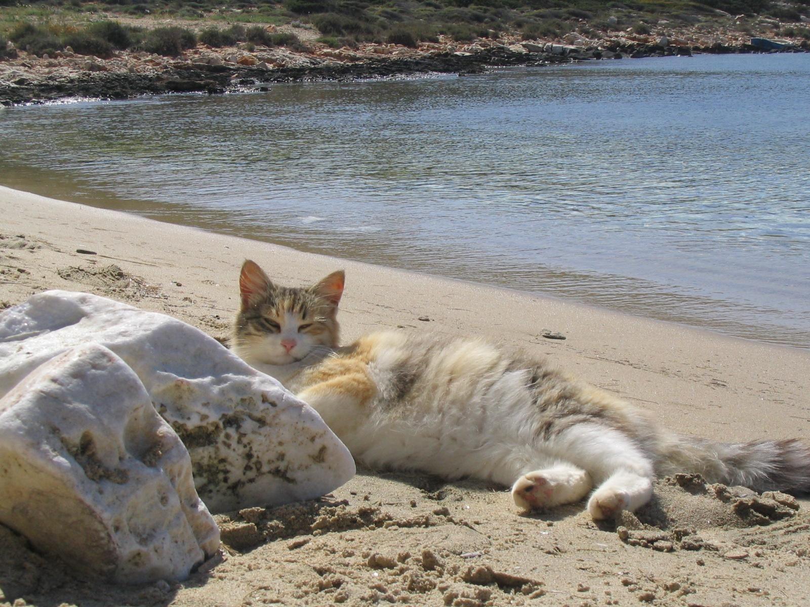 Cat On Beach Wallpapers - Top Free Cat On Beach Backgrounds ...