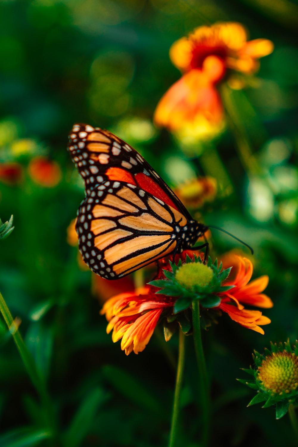 Monarch Butterflies Wallpapers - Top Free Monarch Butterflies ...