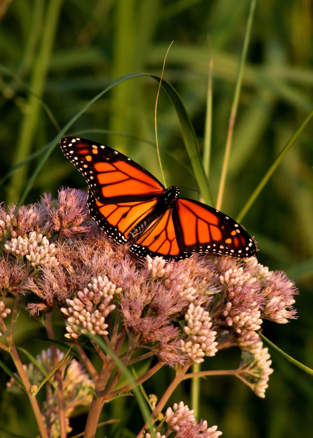 Monarch Butterflies Wallpapers - Top Free Monarch Butterflies ...